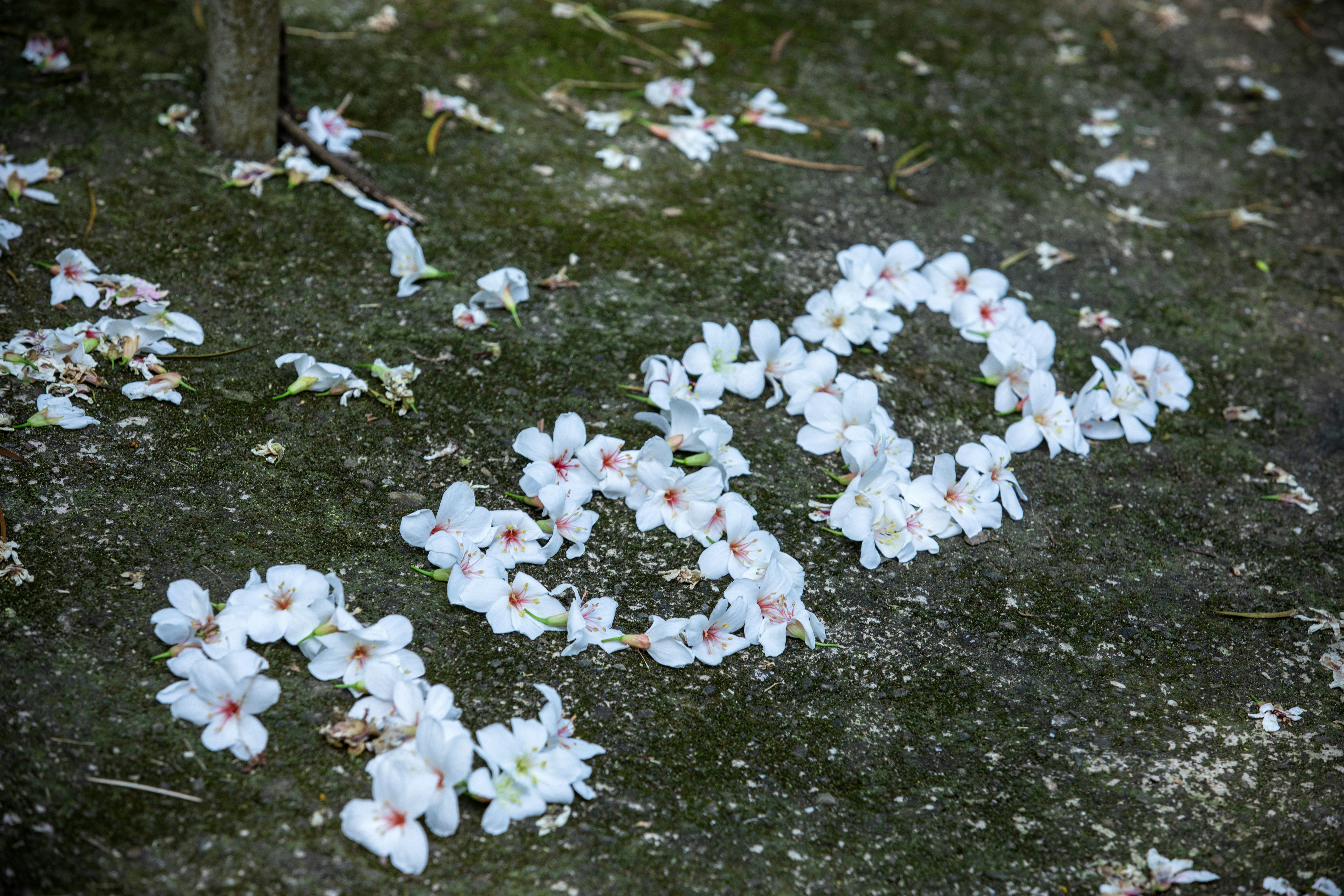 Petal Heart on Moss: Quiet Geometry of White
