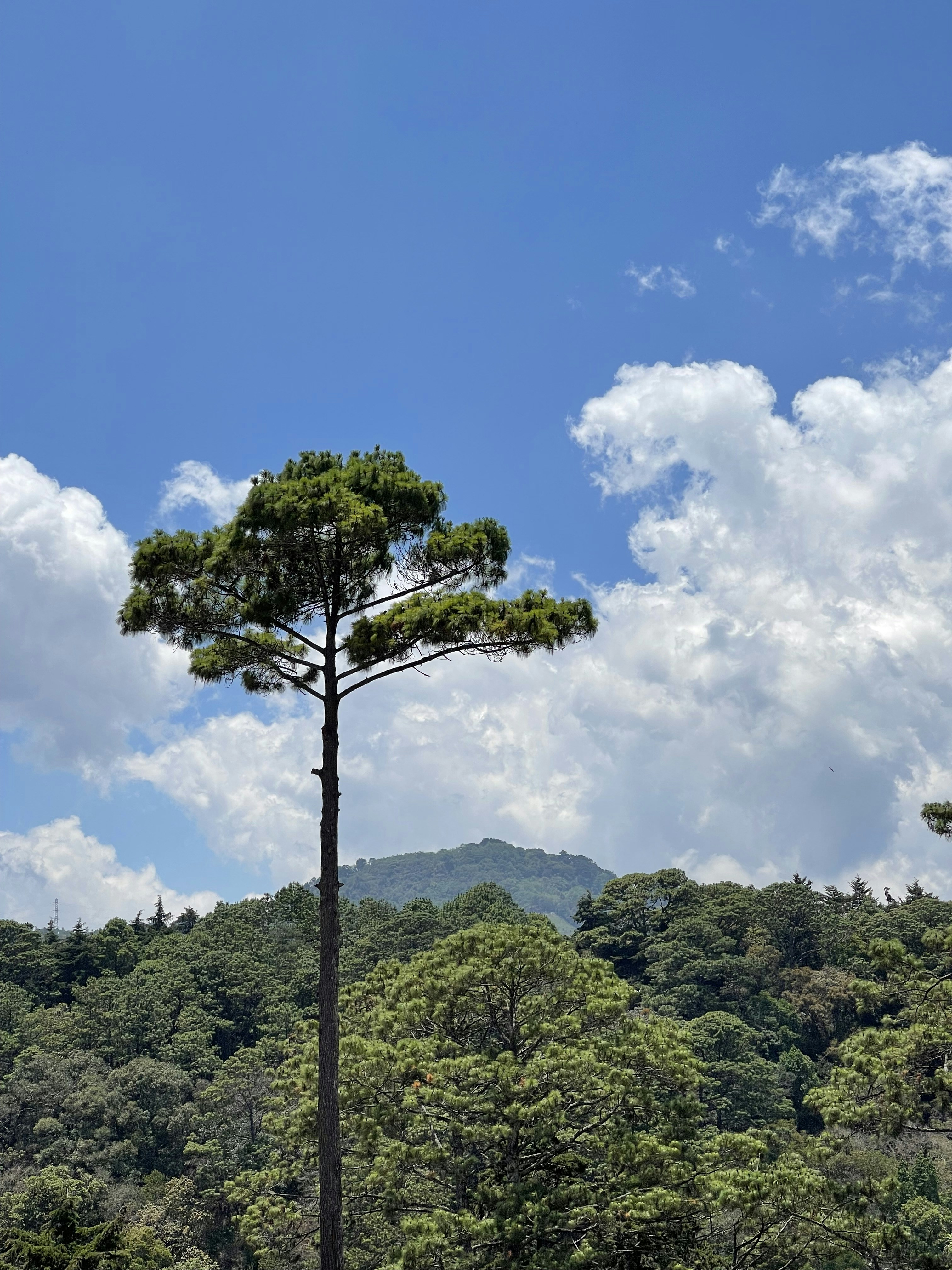 Lone Pine Against a Sky-Blue Backdrop
