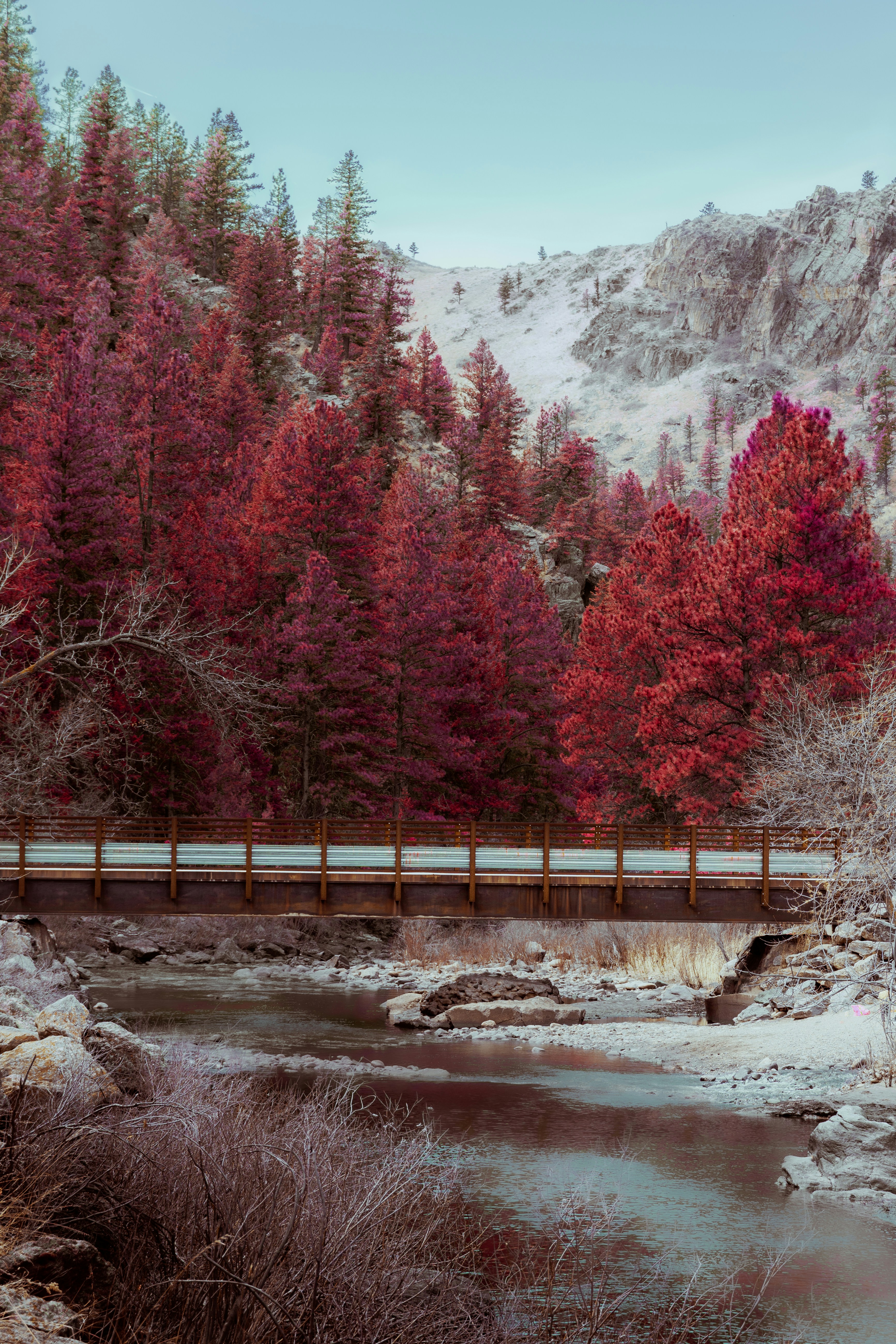 Crimson Pines Over a Snowbound River Bridge