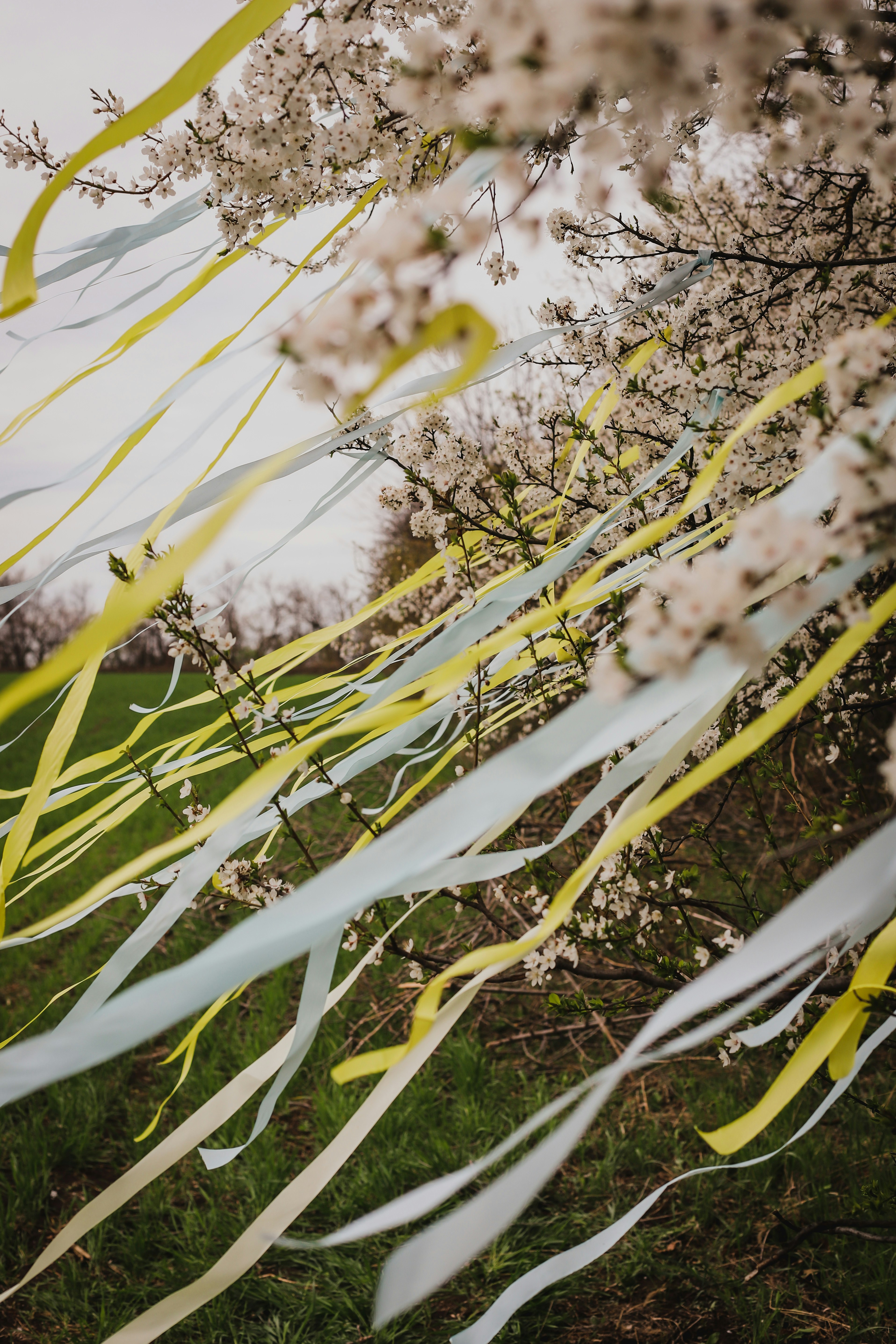 A bunch of streamers that are in the grass photo – Free Ukraine ...