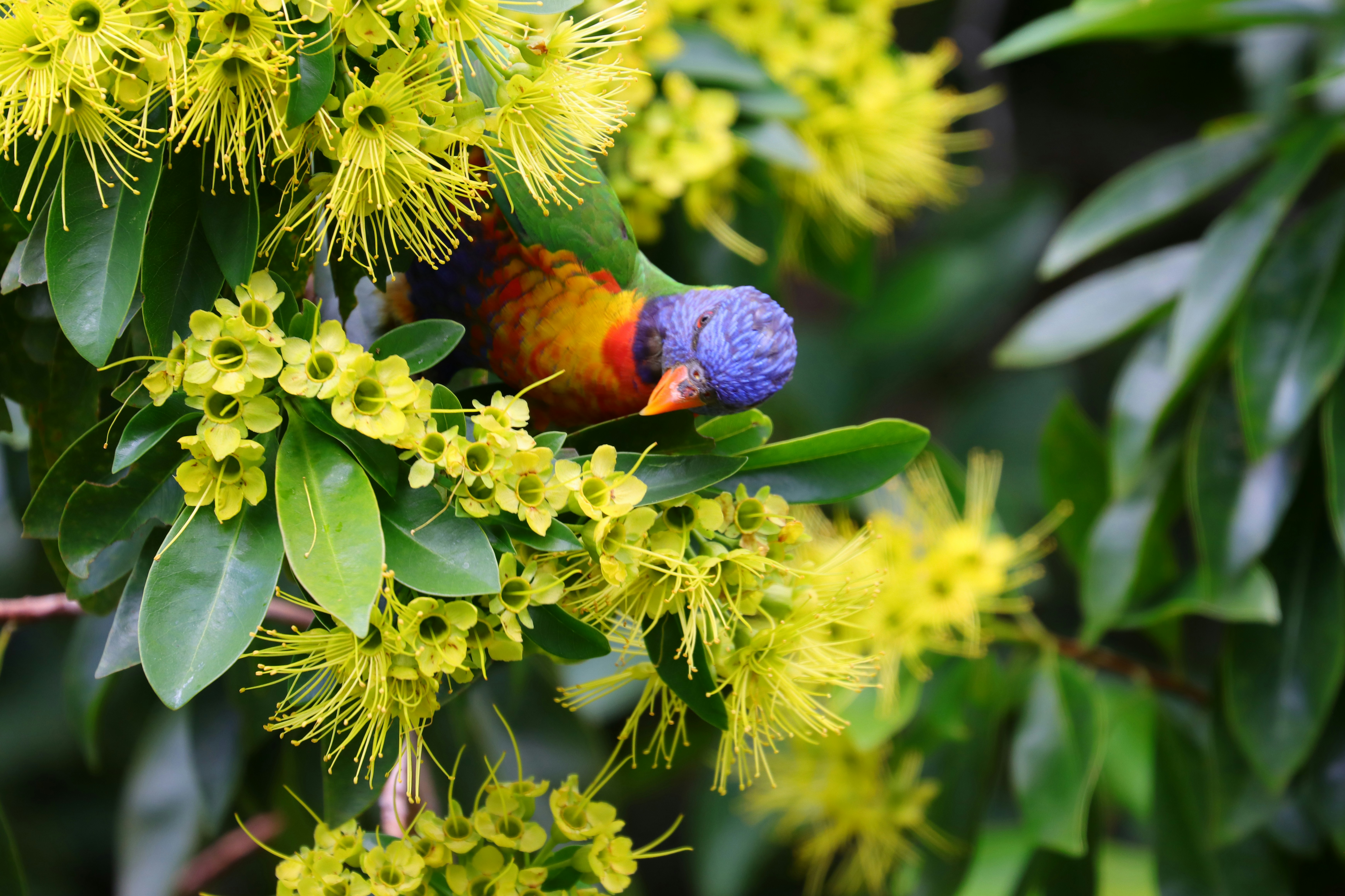 a colorful bird sitting on top of a tree filled with yellow flowers