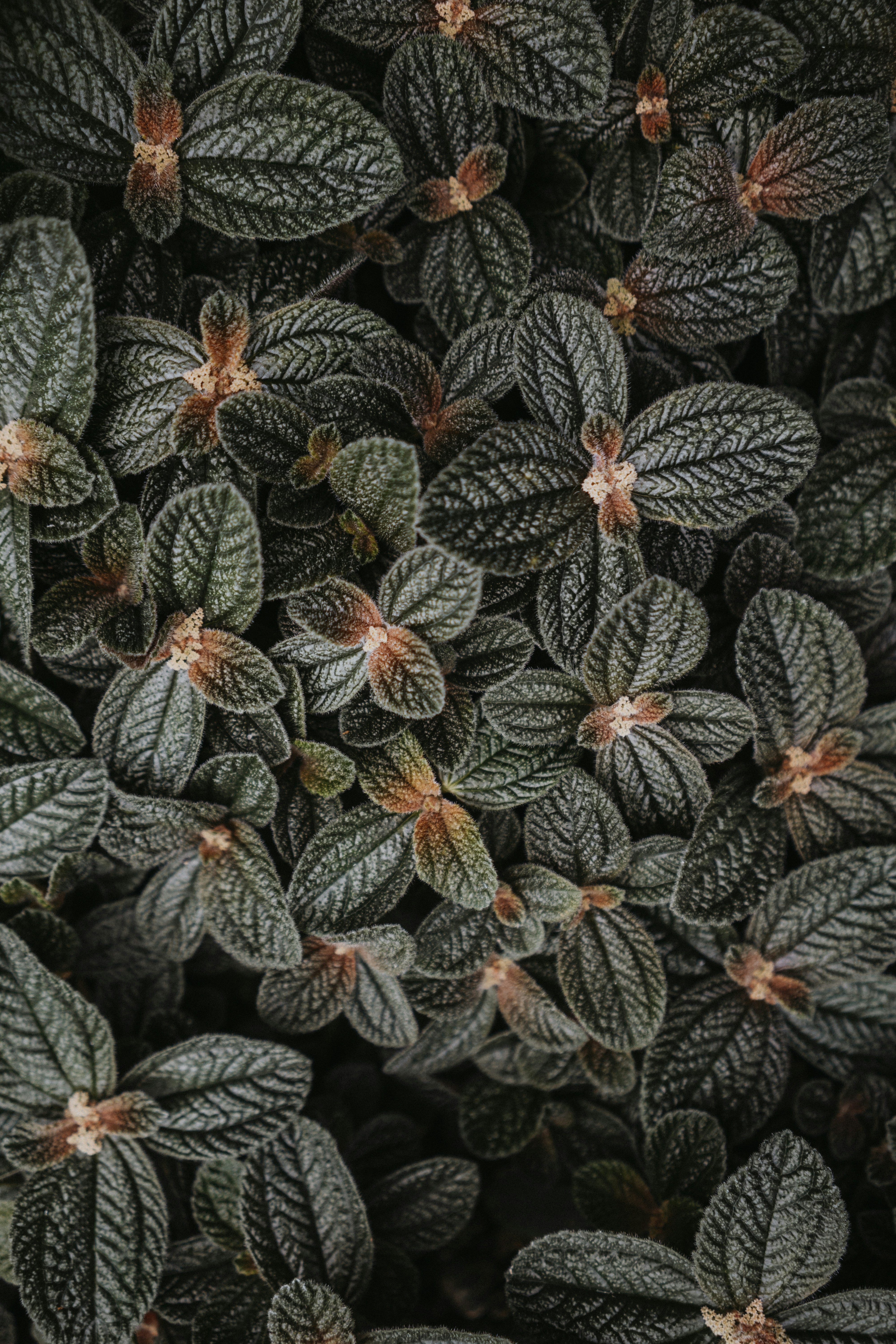 Crimson-vein Leaves: a textured sea of muted green with copper-tinted highlights