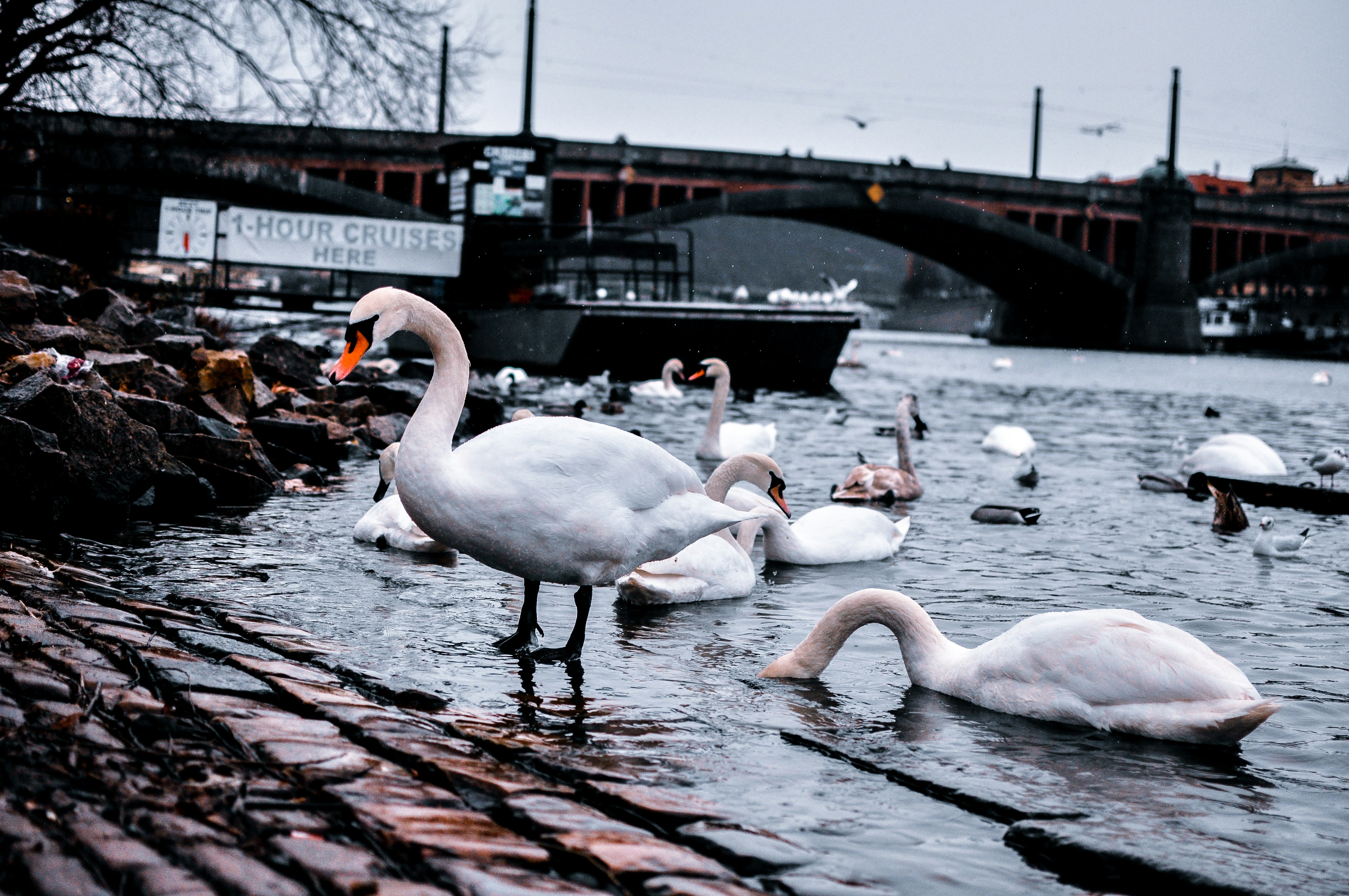 Swans gracefully navigate the riverbank, with a historic bridge in the background, highlighting the contrast between nature and urban life.