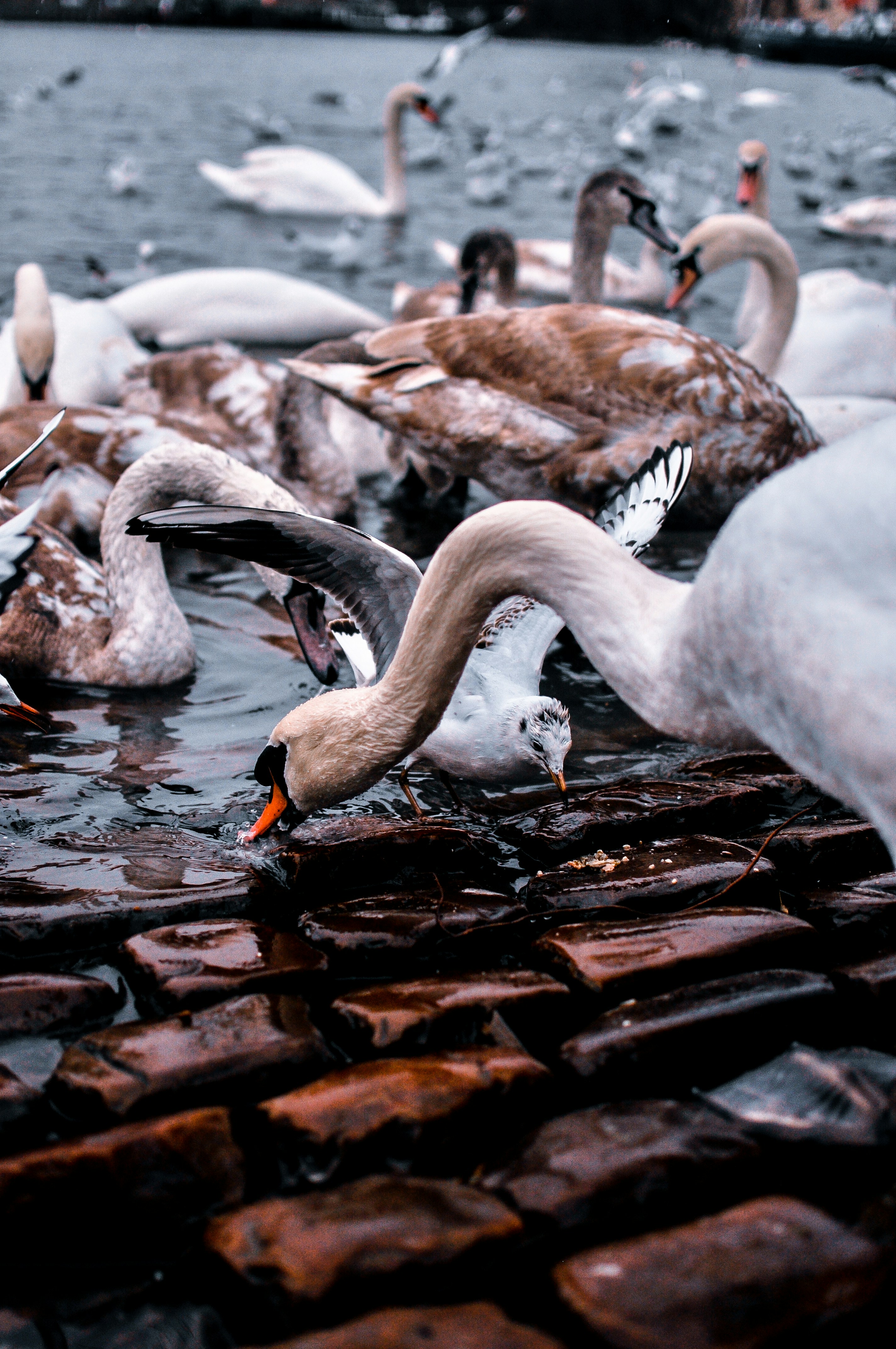 Beak in the Flow: Swan Dips Toward Water Among a Flock on Weathered Rocks