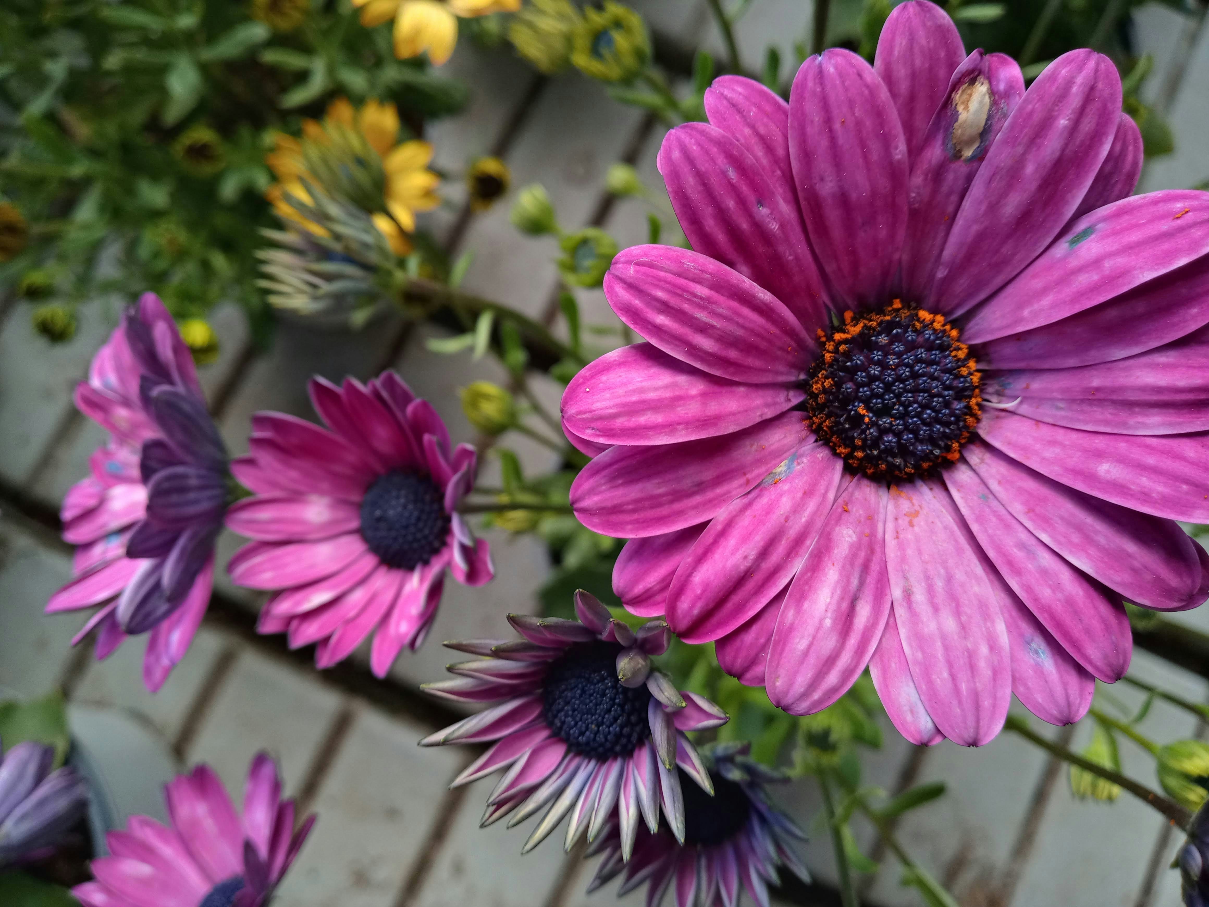 Close-up of vibrant pink daisies with dark centers against a blurred background, highlighting texture and color in a garden setting.