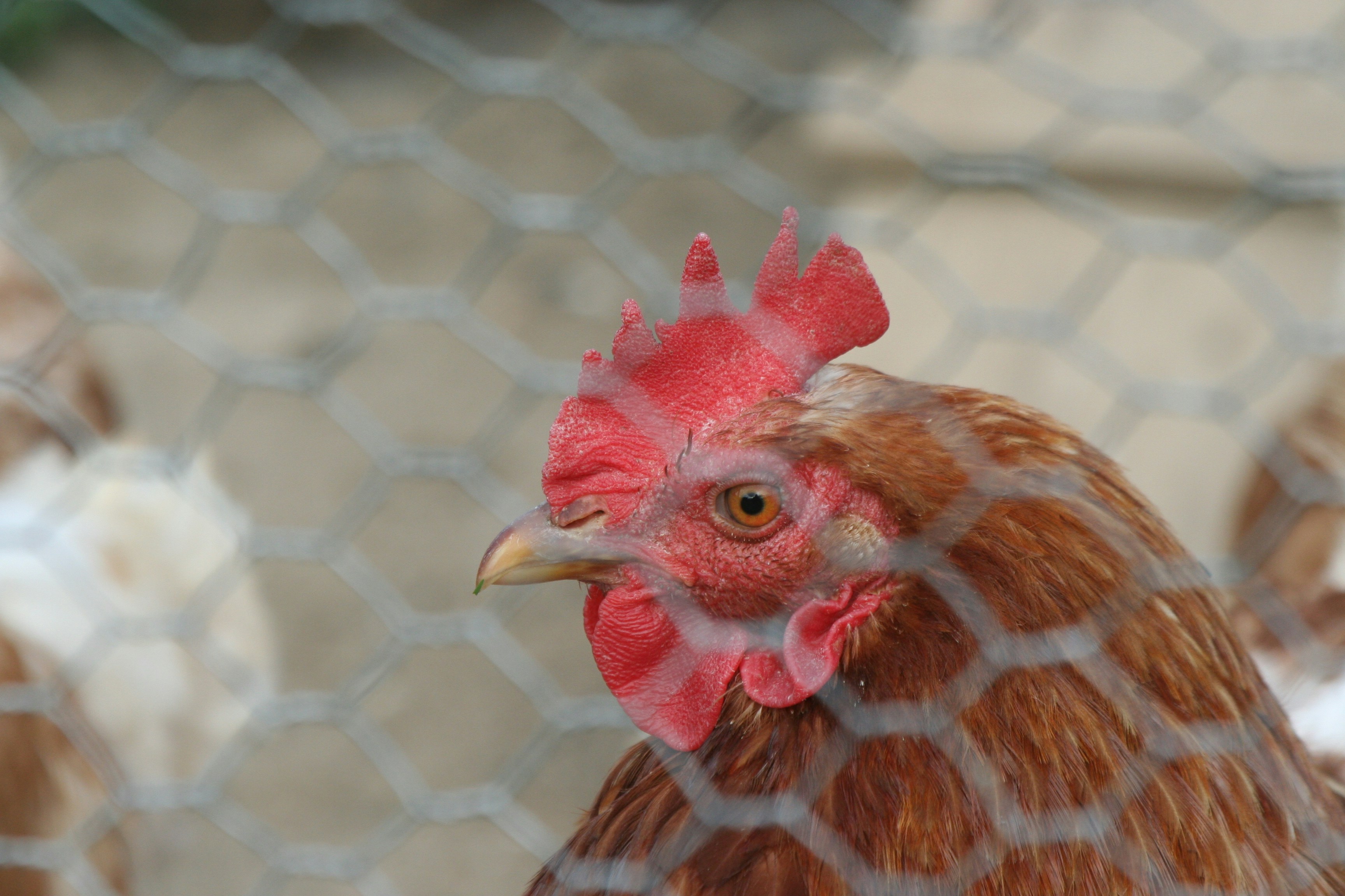 Rooster in the Wire: Close-Up Through Chicken Mesh