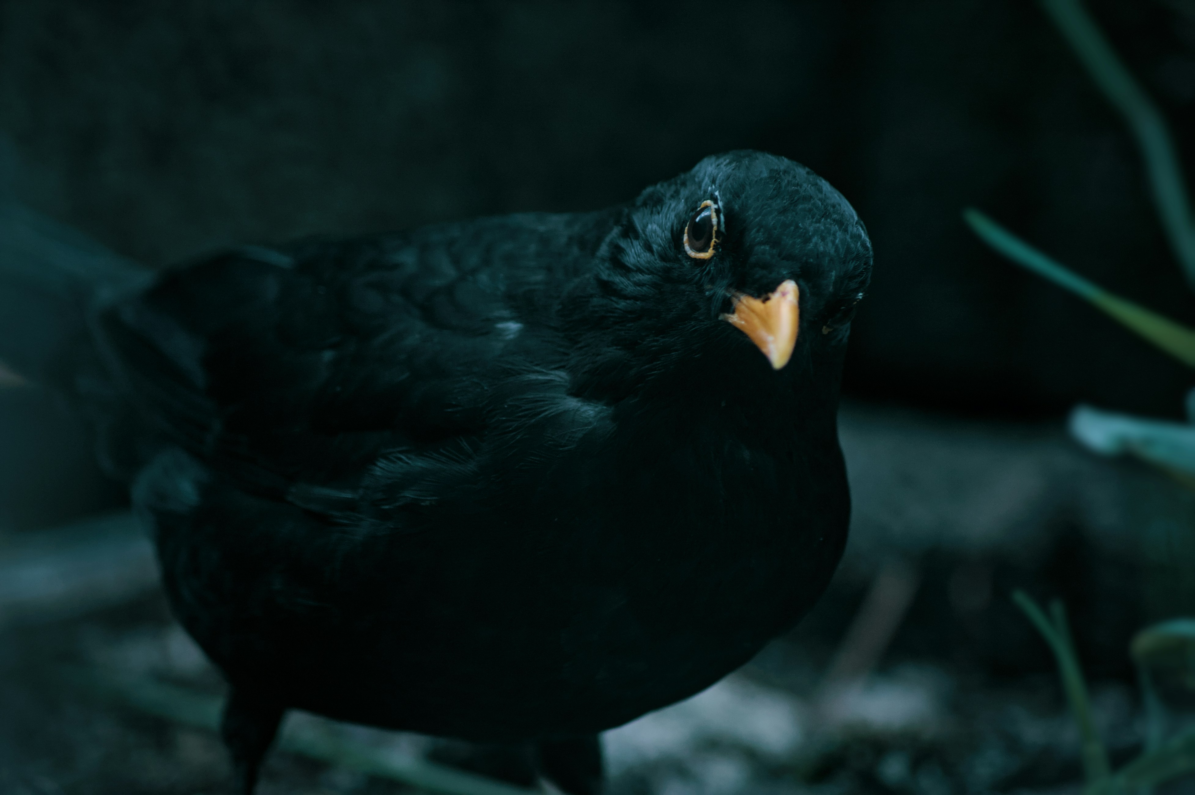A blackbird with a striking orange beak peers curiously from a shadowy background, surrounded by hints of green foliage.