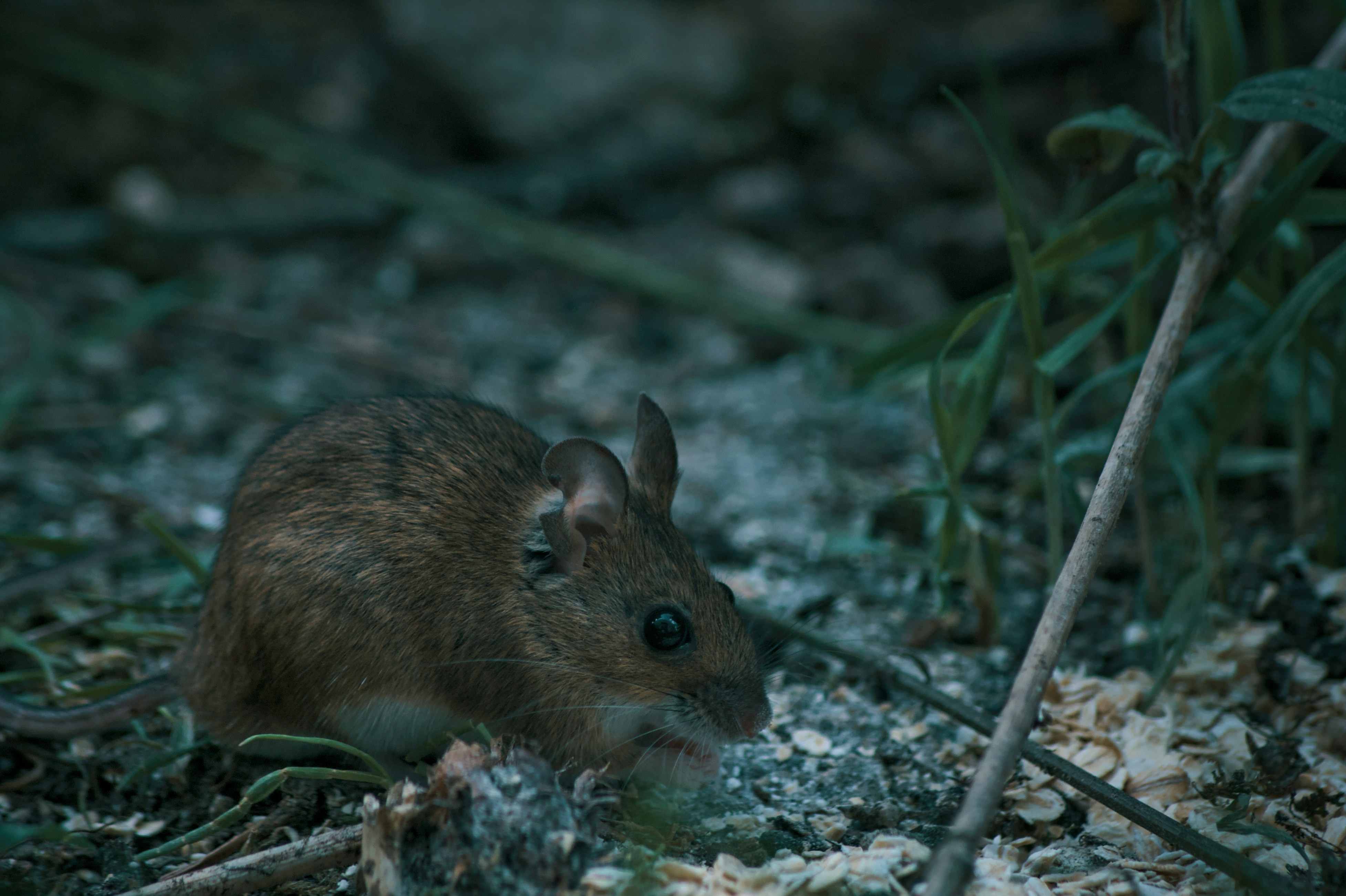 A small mouse sitting on the ground in the woods photo – Free Grey ...