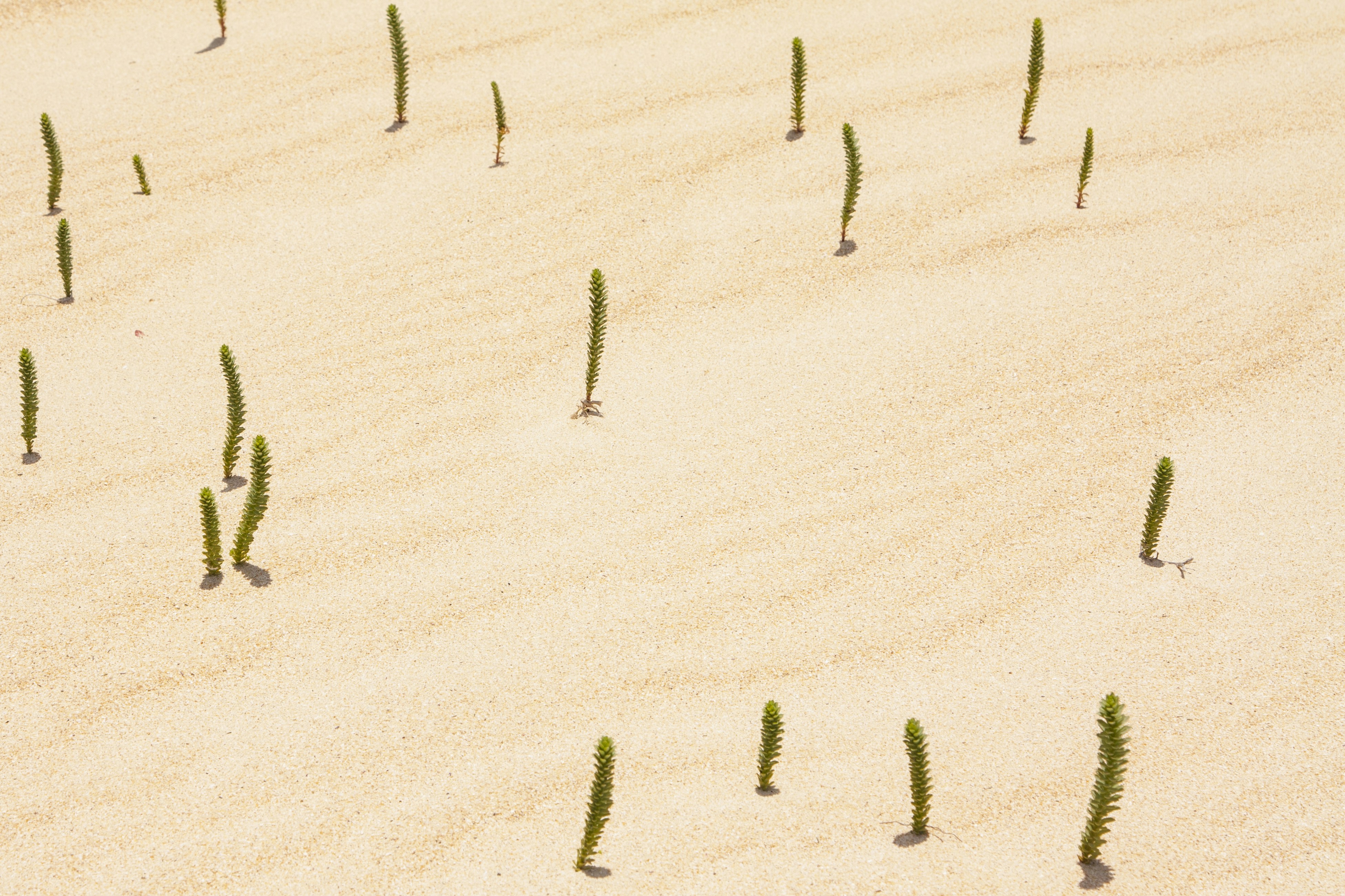 Sprouts of Life: Sparse Green Arches Across Desert Sand