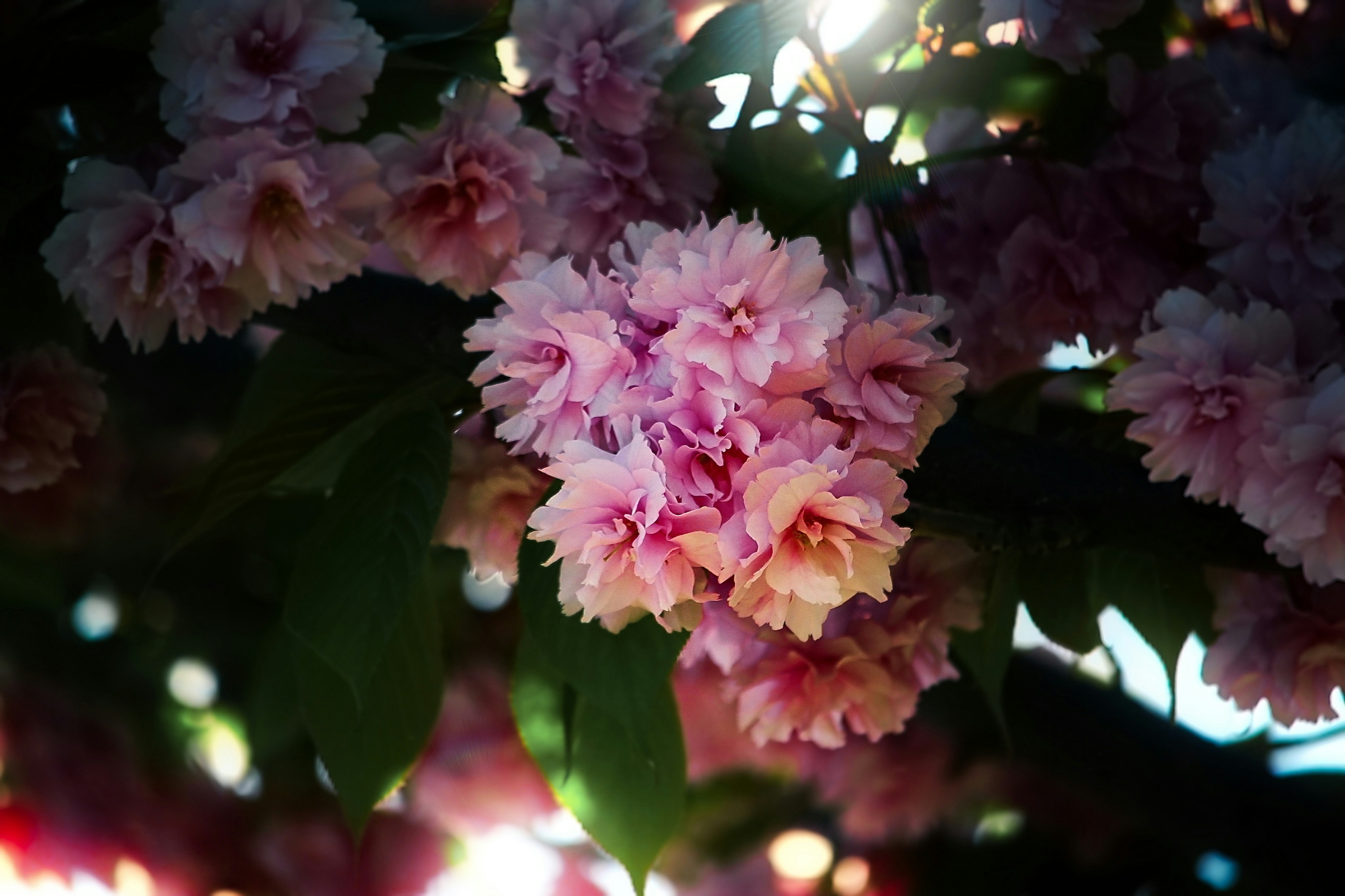 a close up of a pink flower on a tree