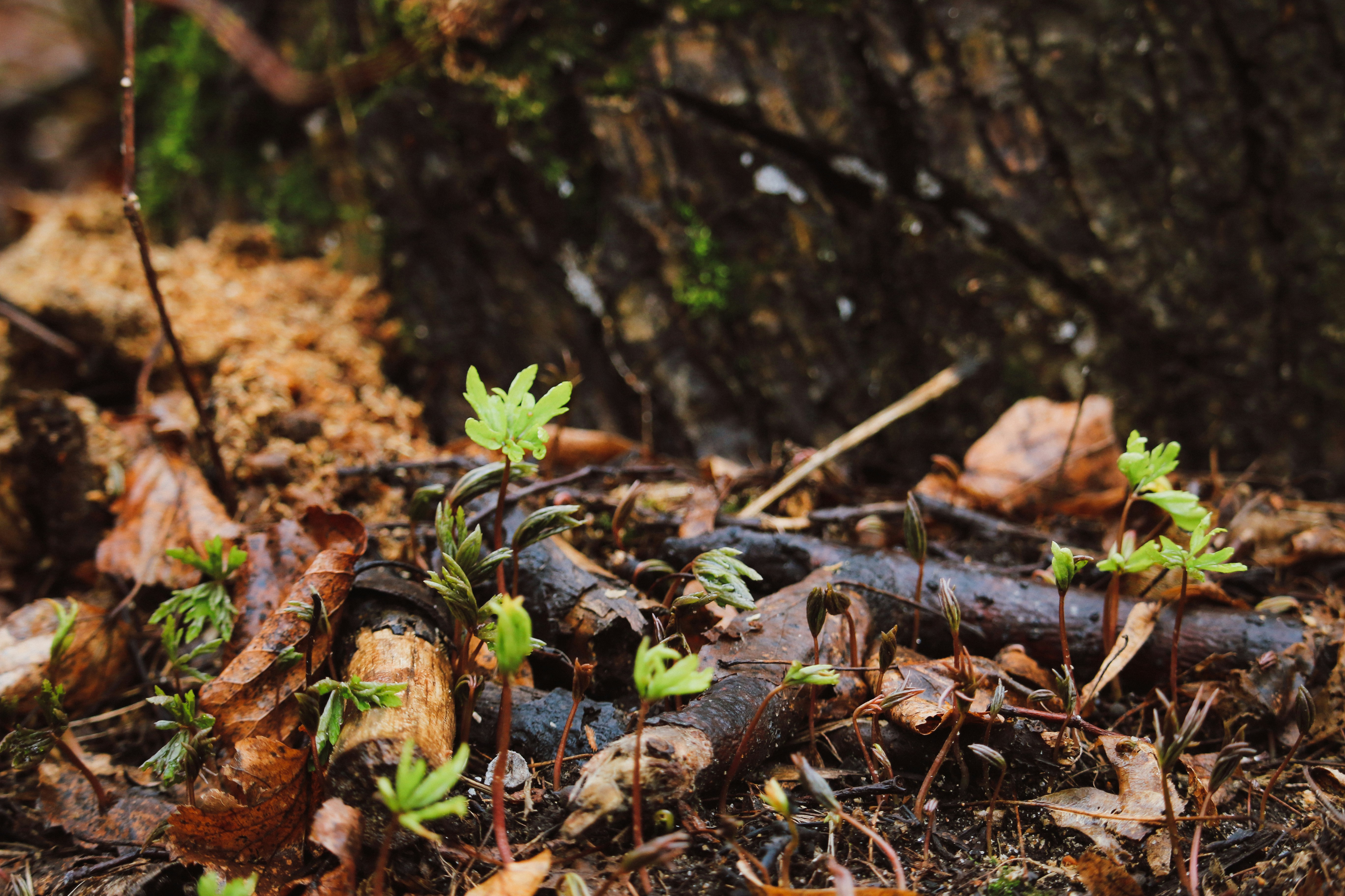 Small green plants growing out of the ground photo – Free Plant Image ...