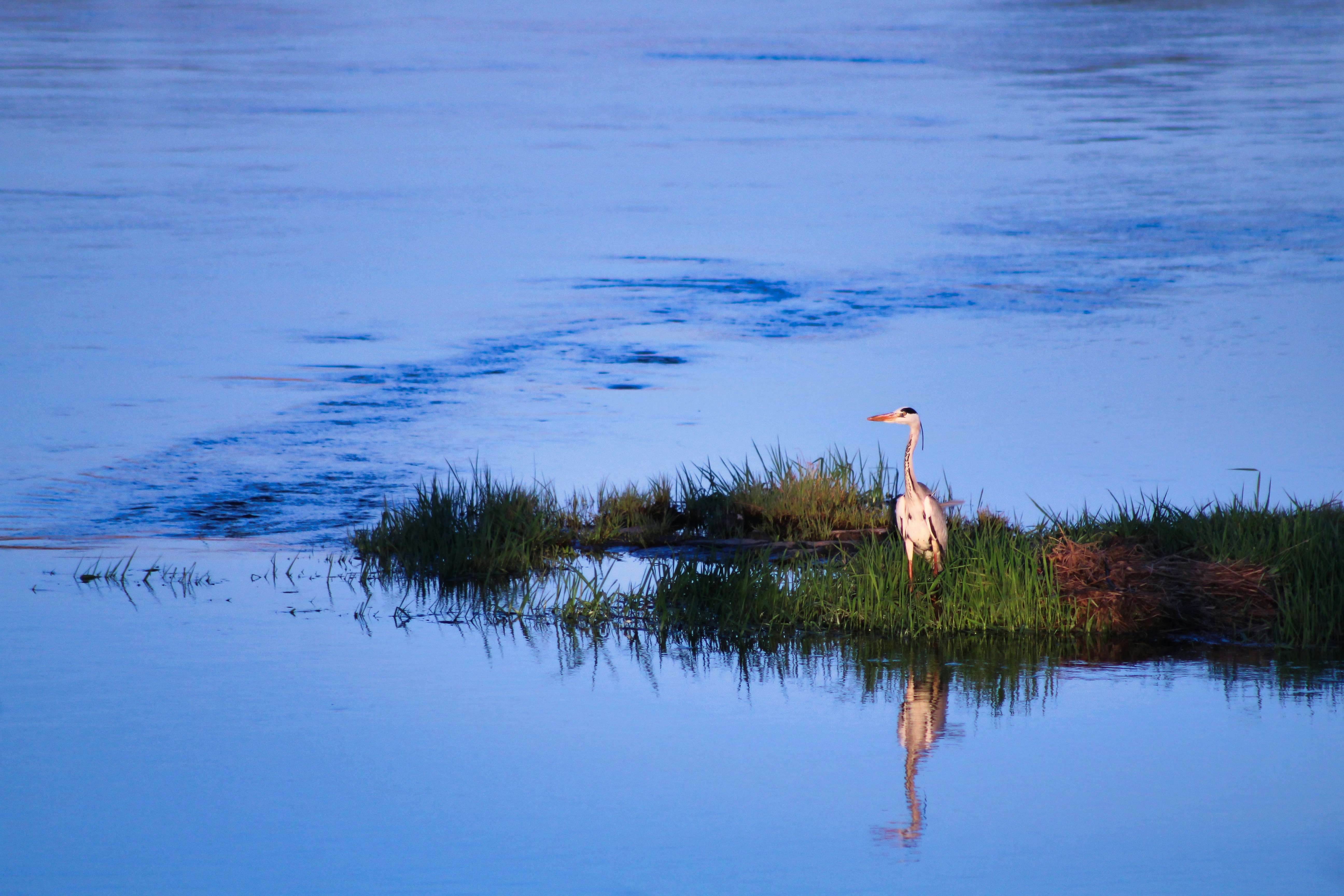 A heron stands gracefully on a small island surrounded by calm waters, reflecting the serene blue hues of the scene.