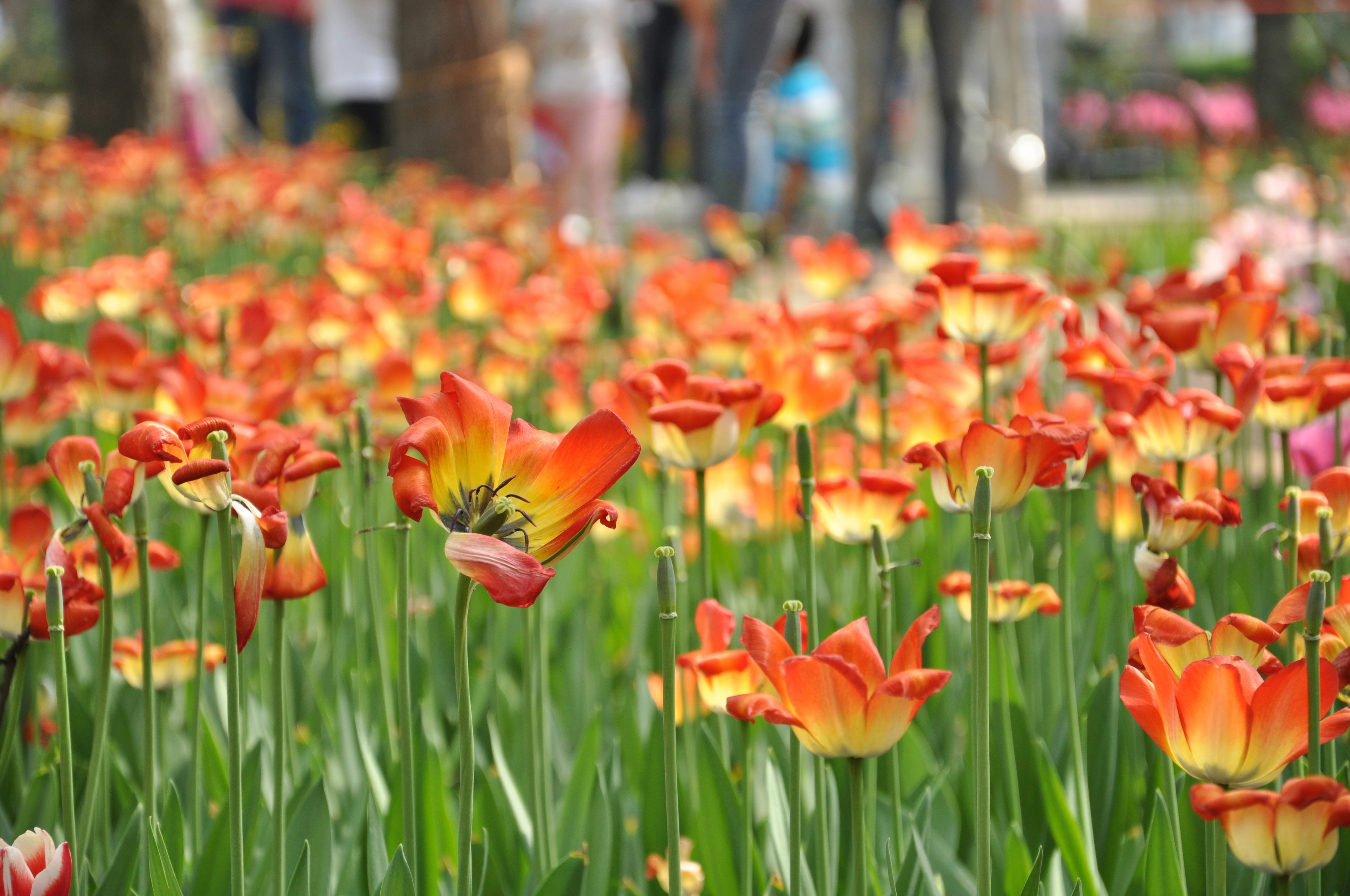 Vivid Tulip Field with Depth of Crowd and Color Burst