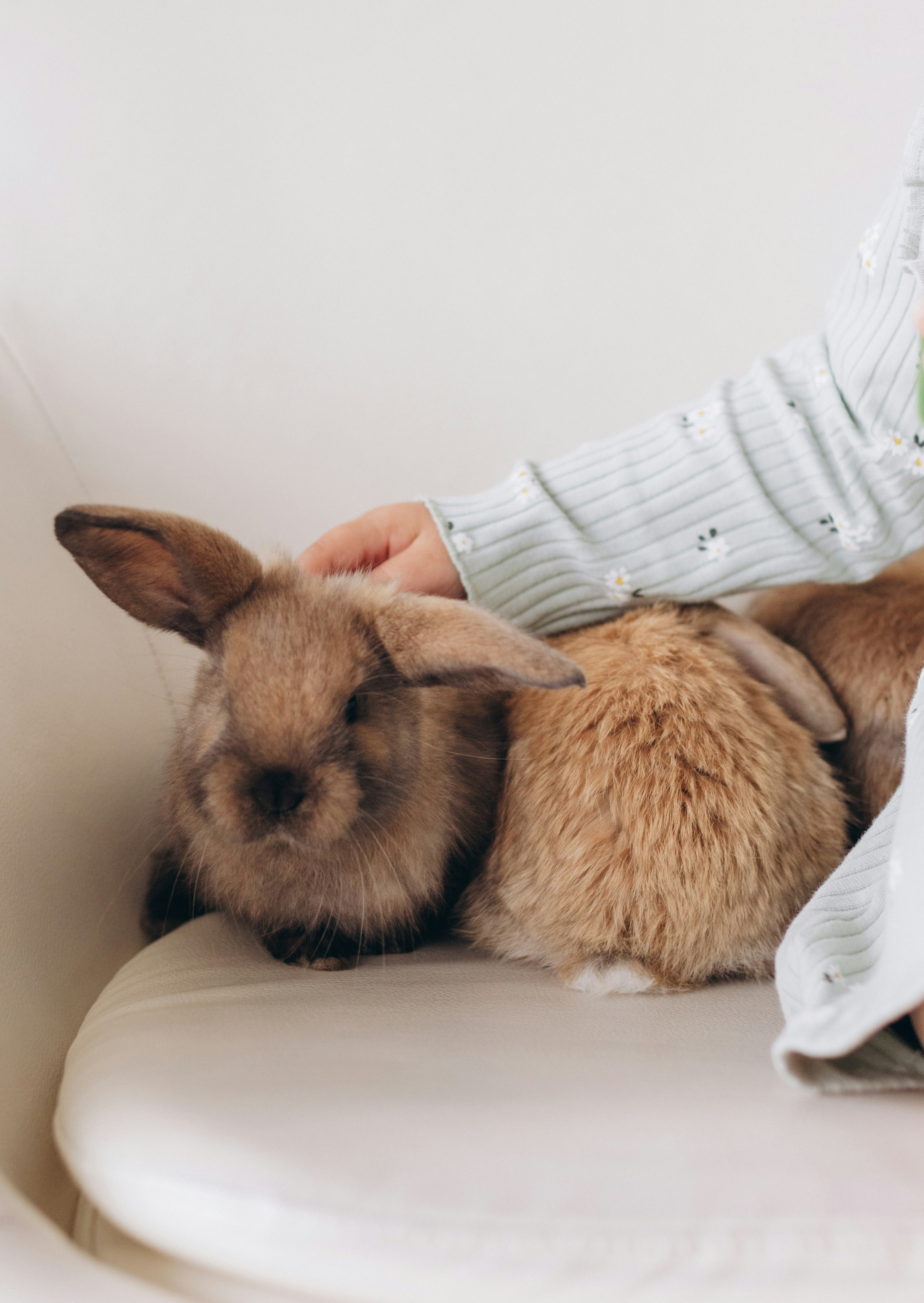 A small child petting a rabbit on the back of a chair photo – Free ...