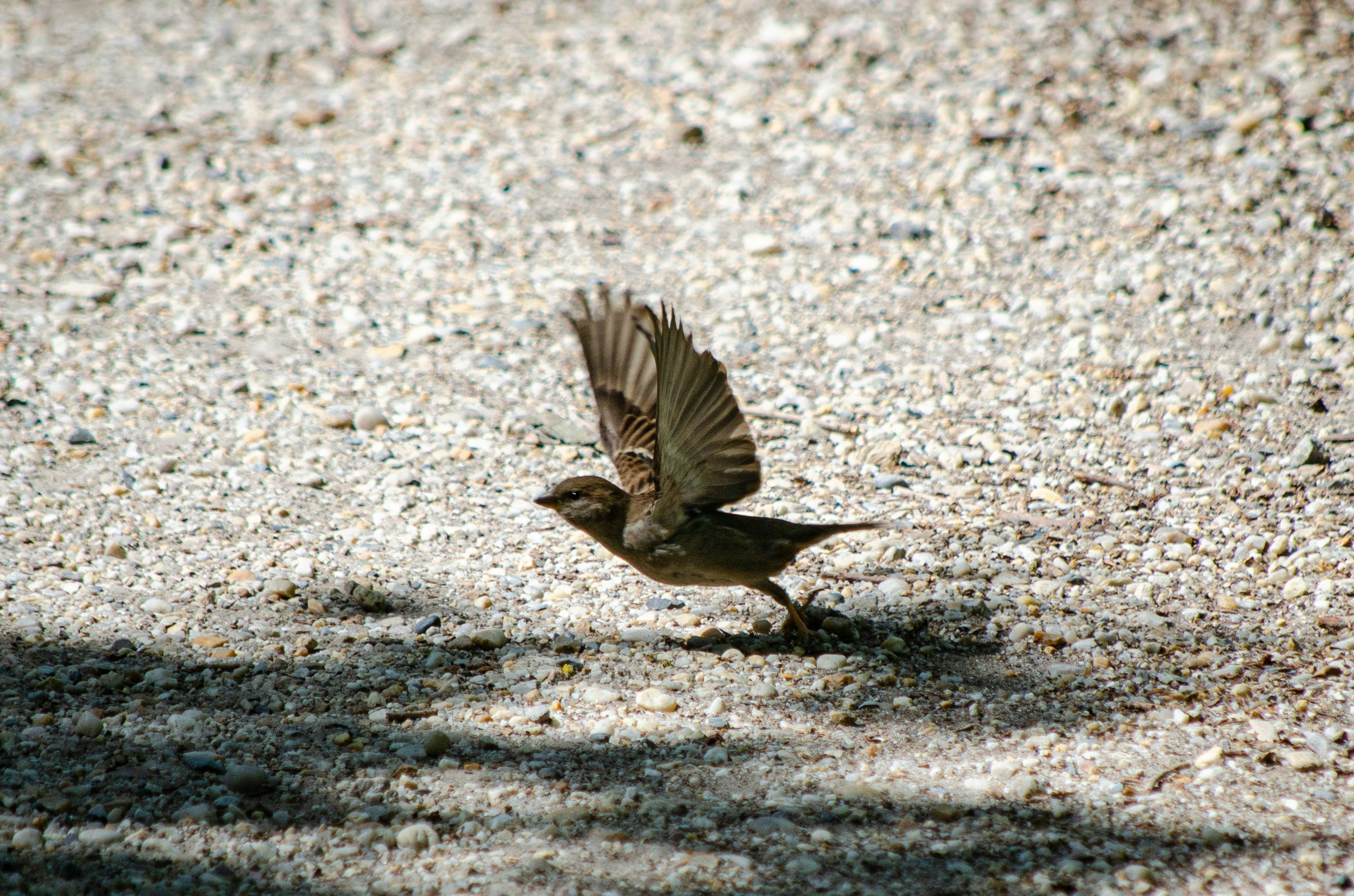a small bird is flying low to the ground