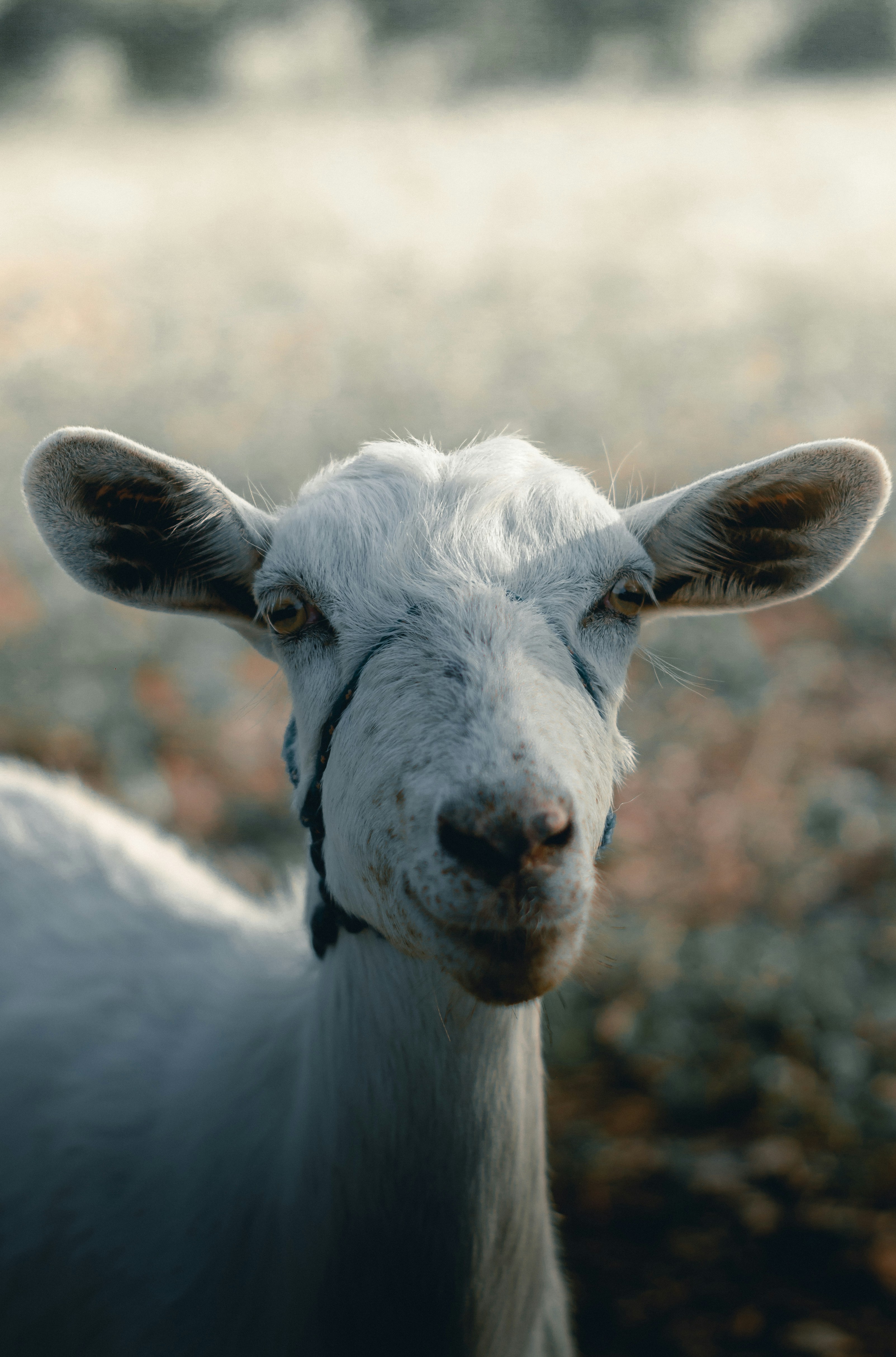 Direct Gaze in a Quiet Meadow: Close-Up of a White Goat
