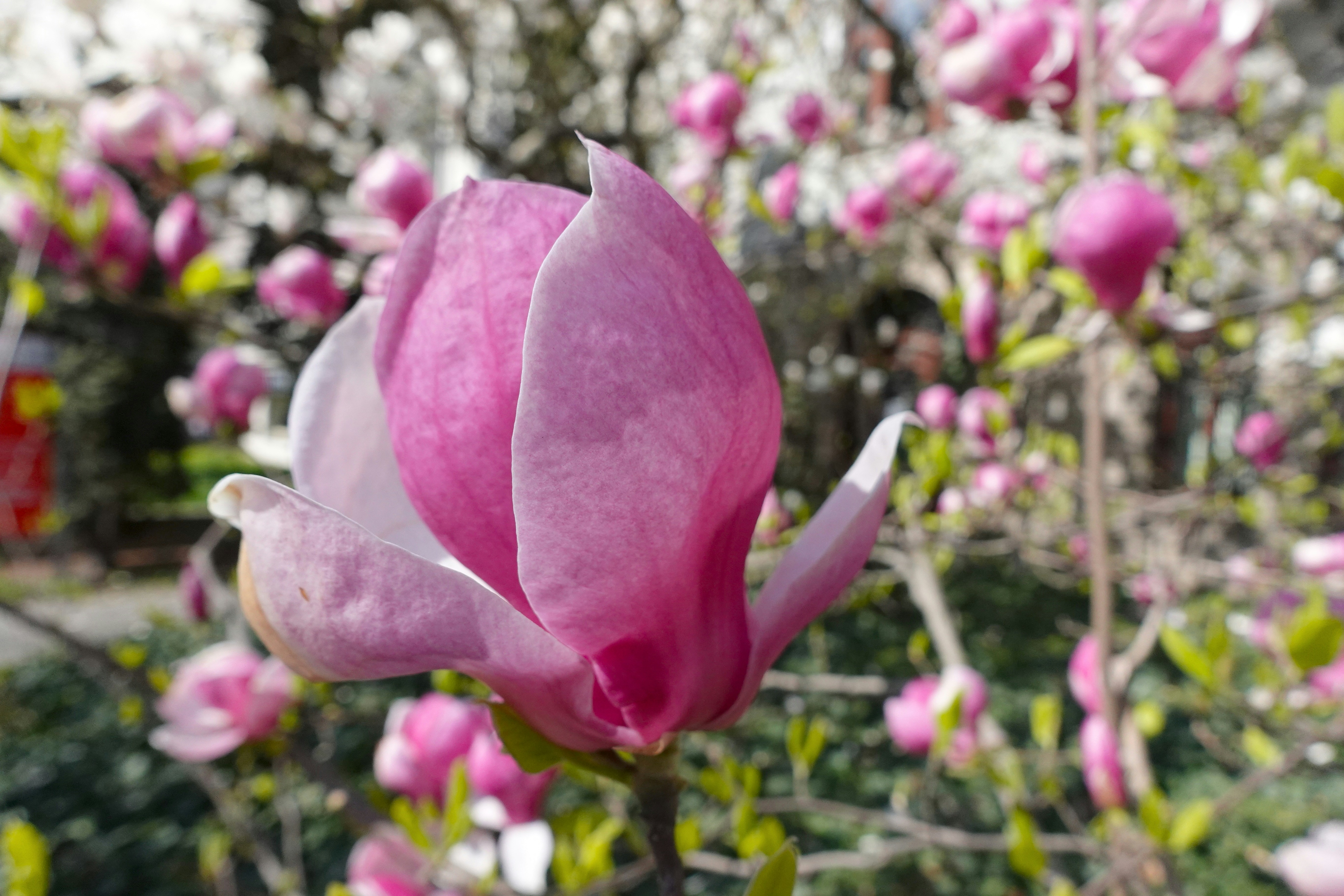 Bloom in Focus: Pink Magnolia Petals in Spring Light