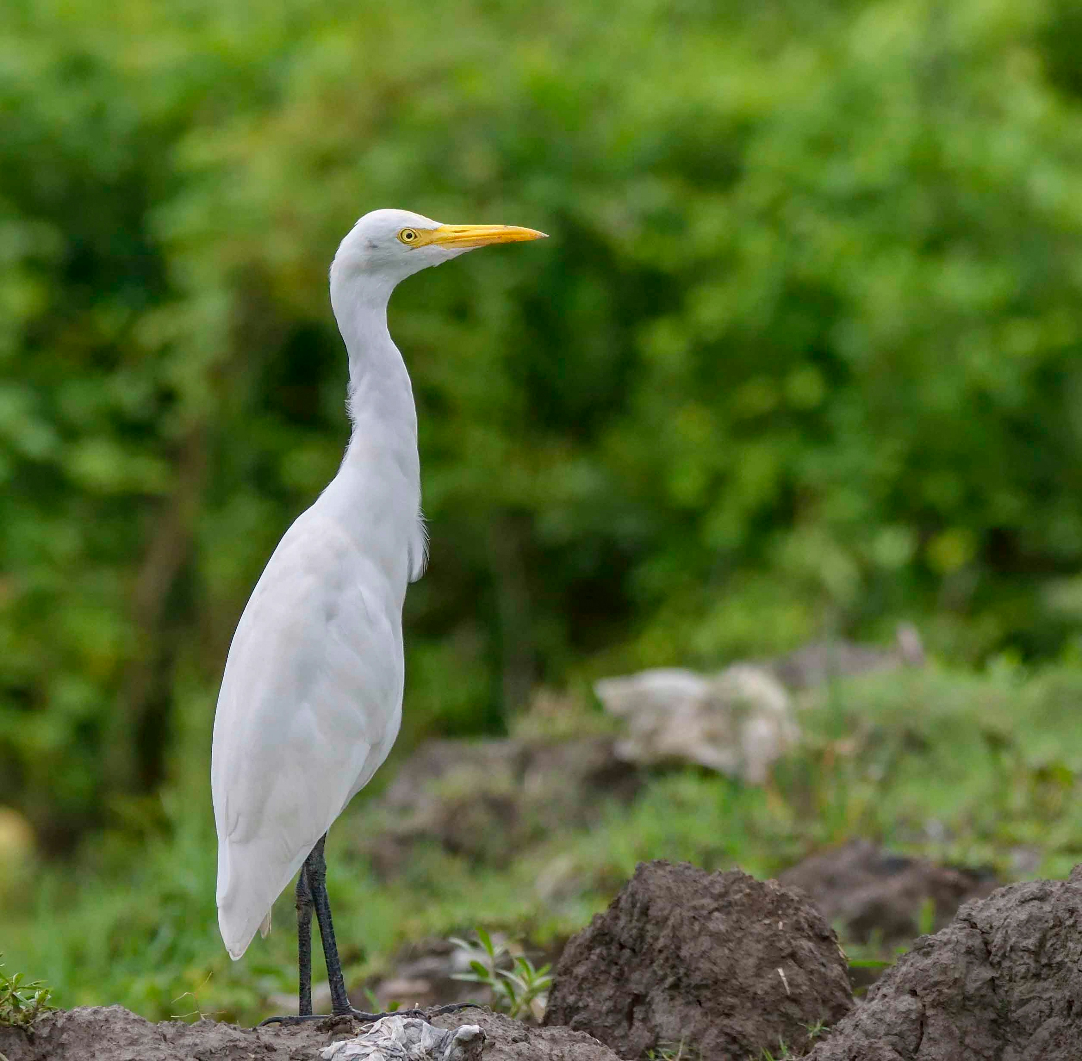 Great egret standing gracefully amidst a lush green backdrop, showcasing its striking white plumage and distinctive yellow beak.