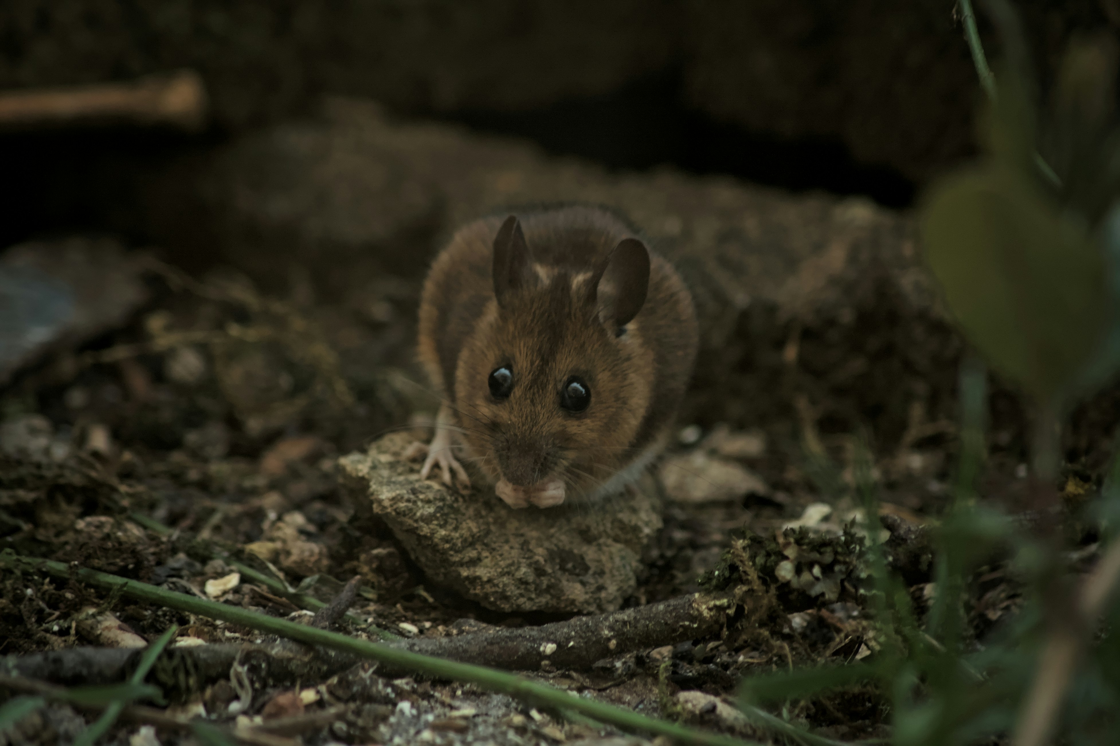 Un petit rongeur assis au sommet d’un rocher photo – Image gratuite de ...