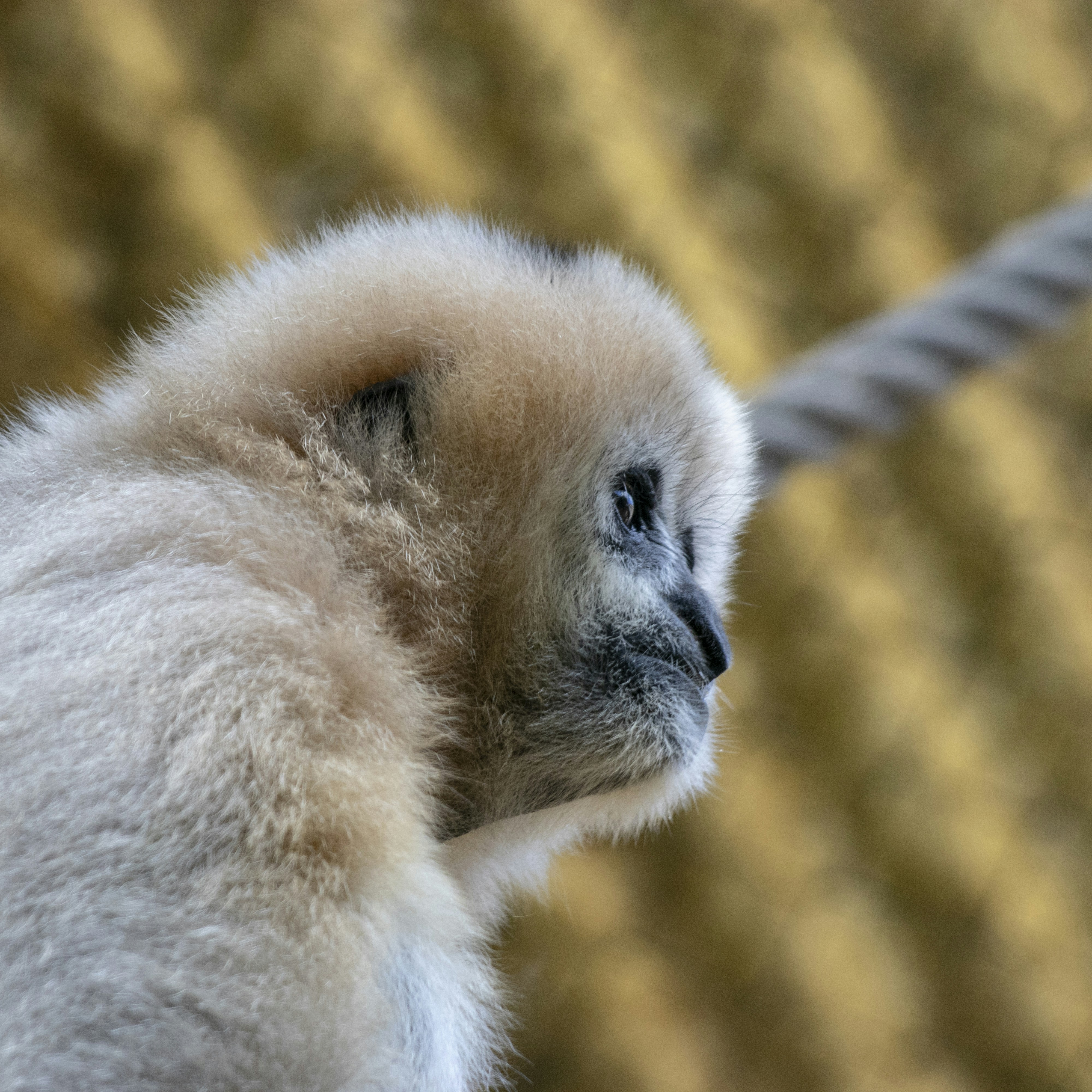 Golden Moon: A Quiet Gaze of a Baby Gibbon