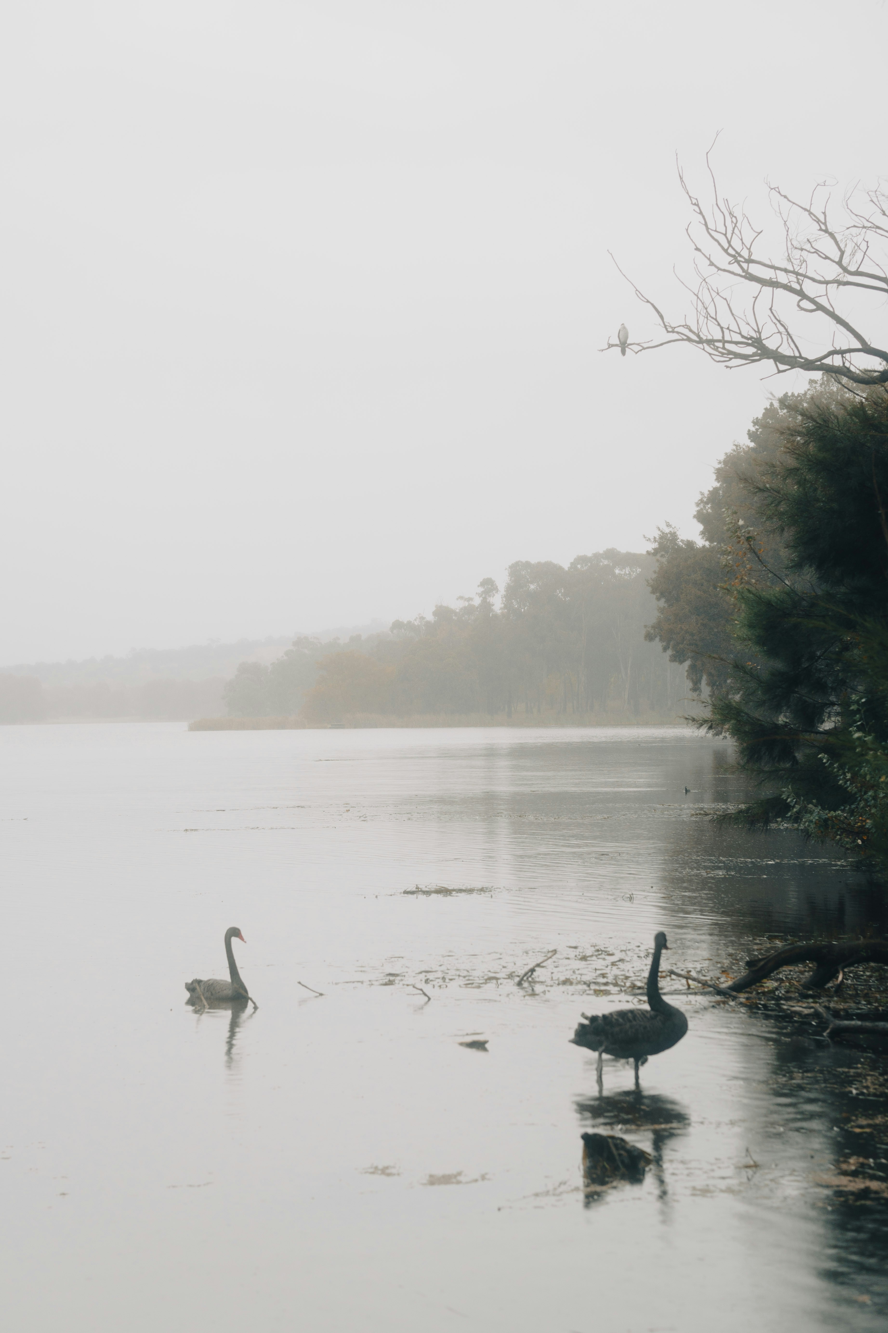Mist-Draped Shore: Twin Swans at the Edge of Quiet Water