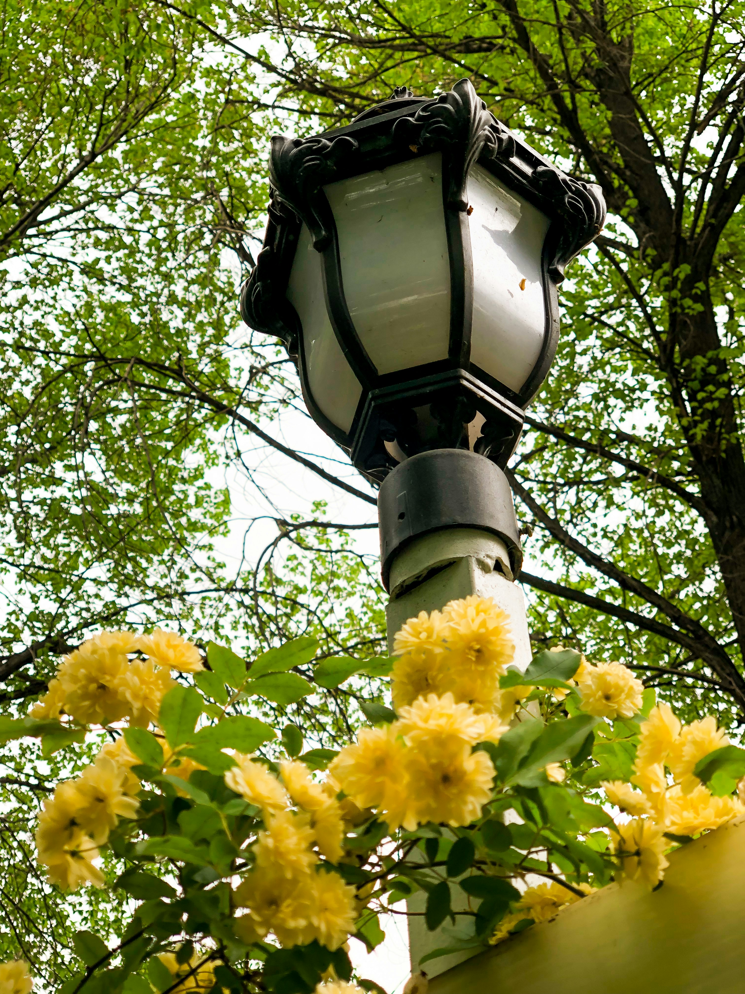 Vintage lamp post adorned with vibrant yellow flowers, surrounded by lush green foliage.