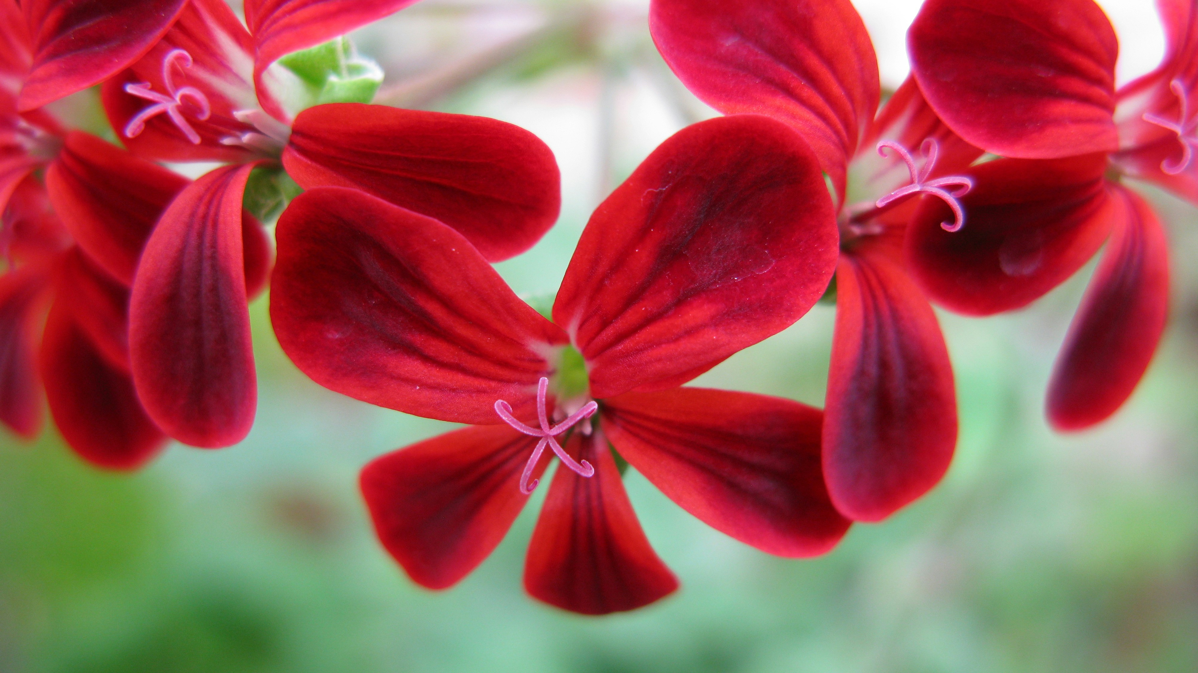 Un bouquet de fleurs rouges qui sont sur une branche photo – Photo ...