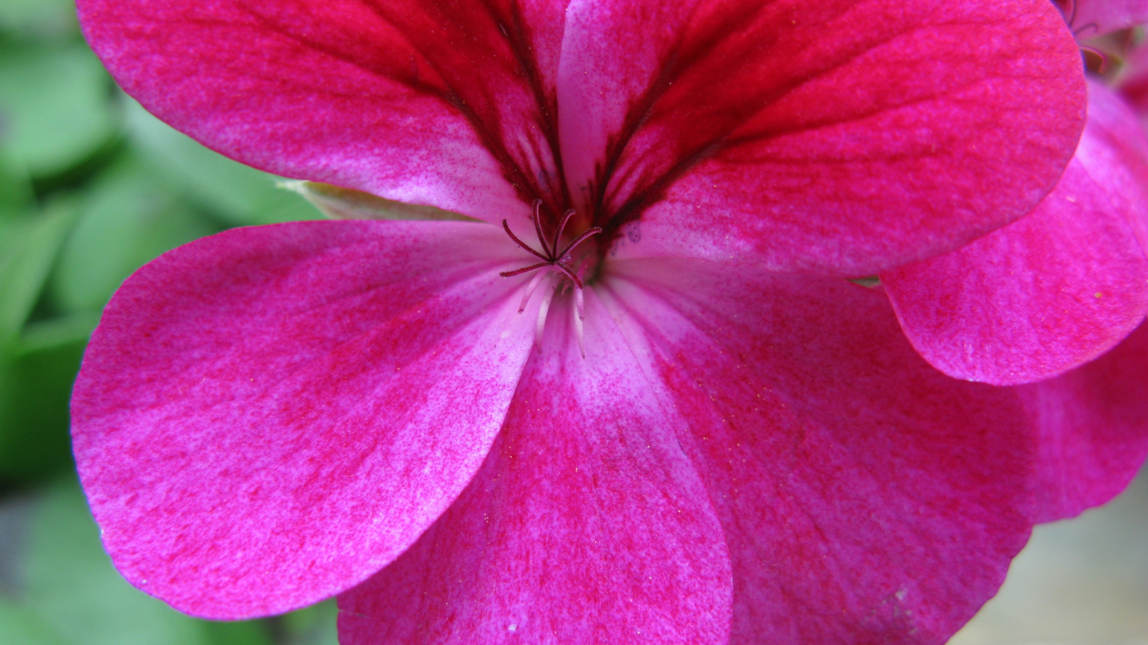 Magenta Petunia Macro: Veins Converge at the Heart