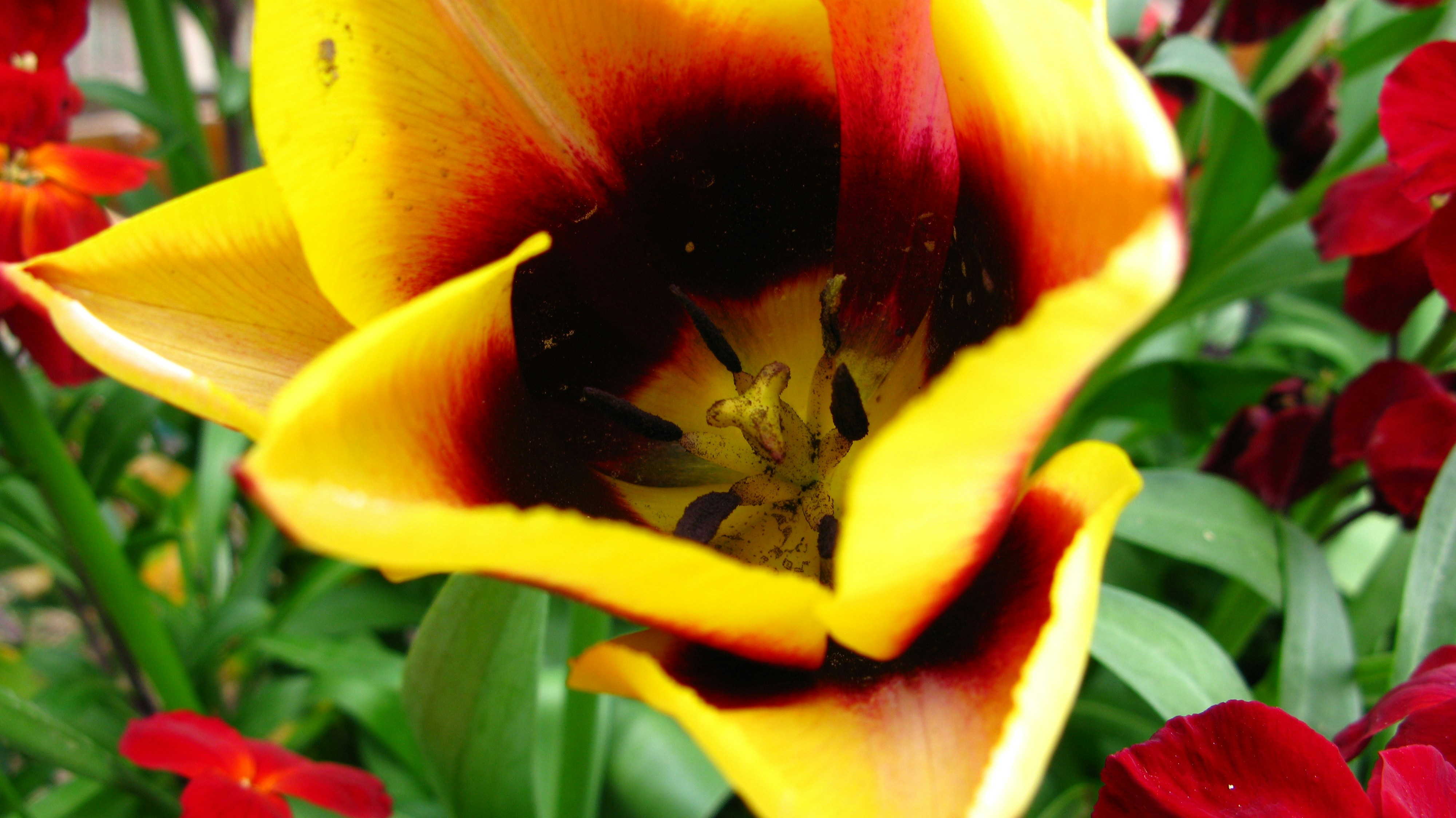 Close-up photograph of a yellow tulip with a dark center, nestled among red blooms. The composition emphasizes color contrast and delicate petal texture.