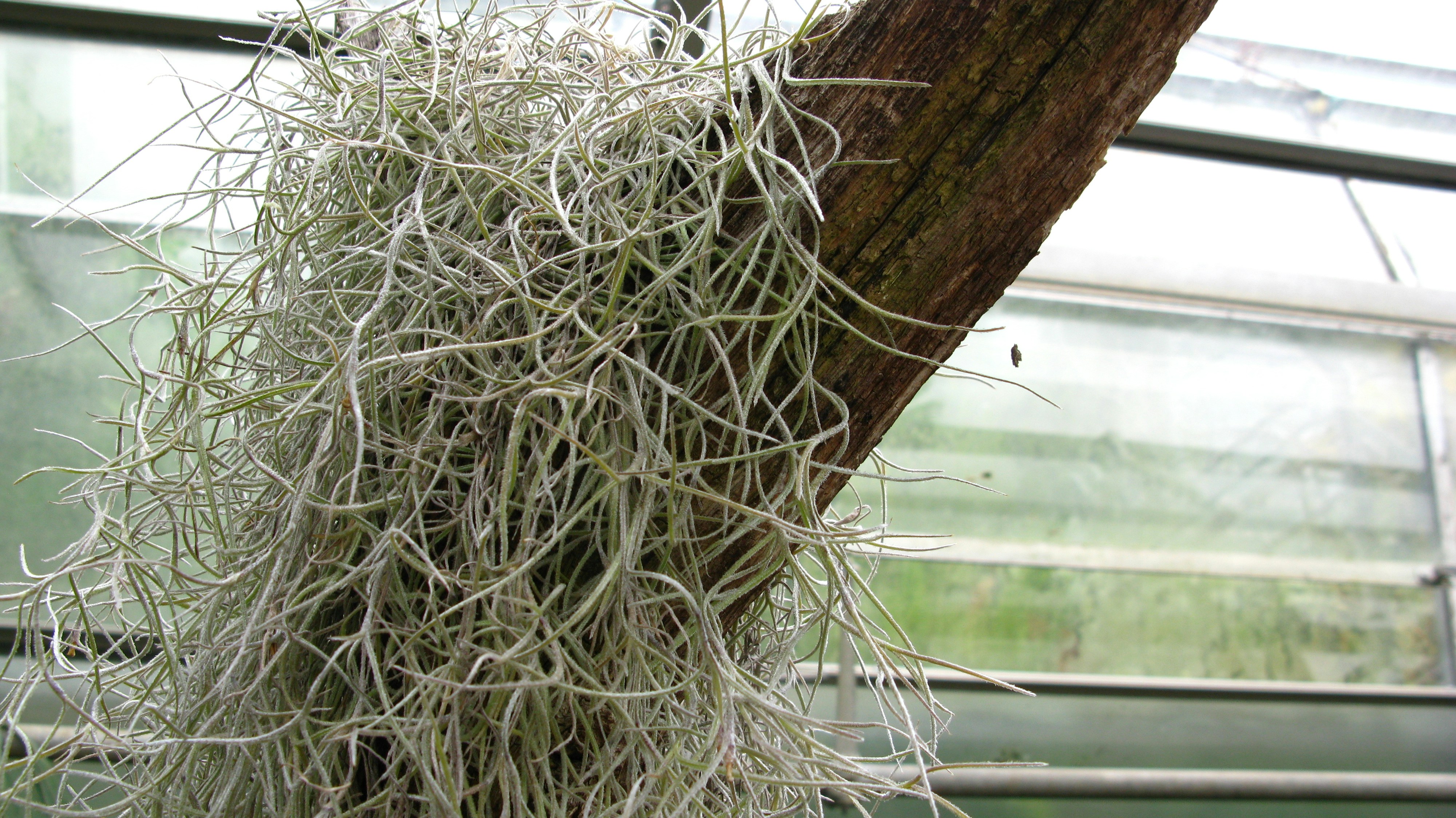 Spanish moss drapes a weathered branch inside a glass greenhouse. The tangled gray-green tendrils contrast with the bright, paneled background and metal frame.