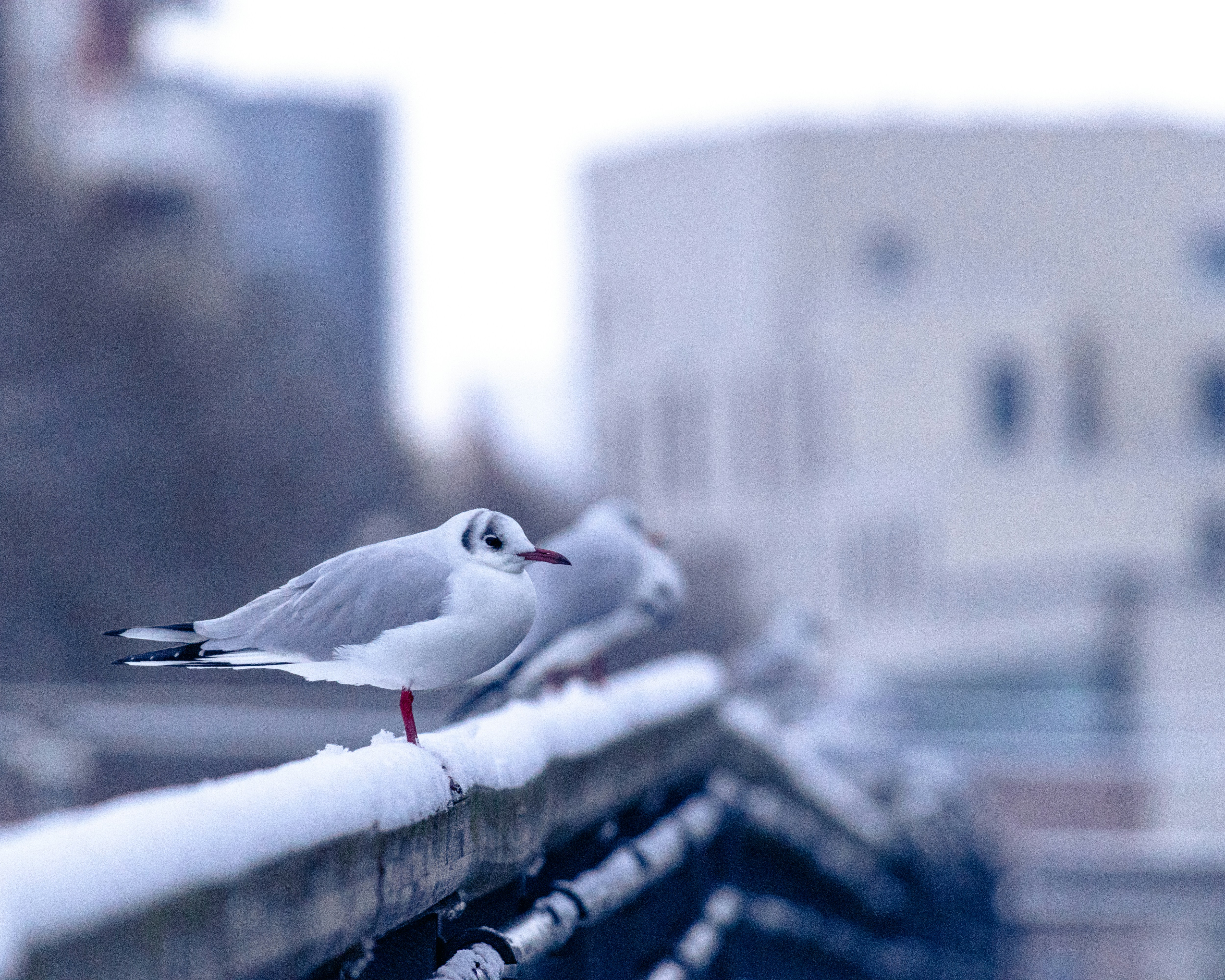 A couple of birds sitting on top of a roof photo – Free Strasbourg ...