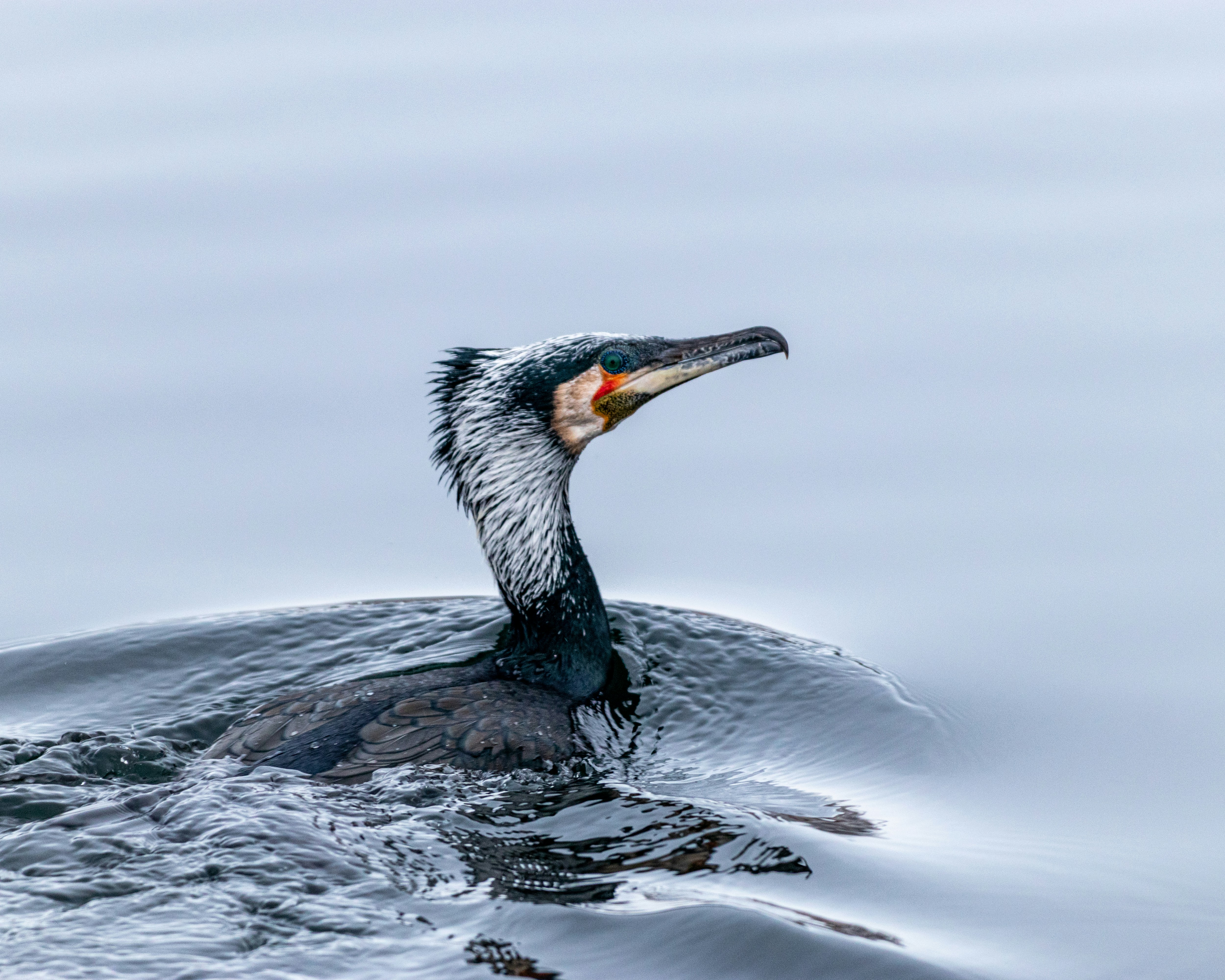 Cormorant swimming gracefully in calm waters, its vibrant colors contrasting with the smooth surface. The bird's alert posture captures a moment of tranquility.