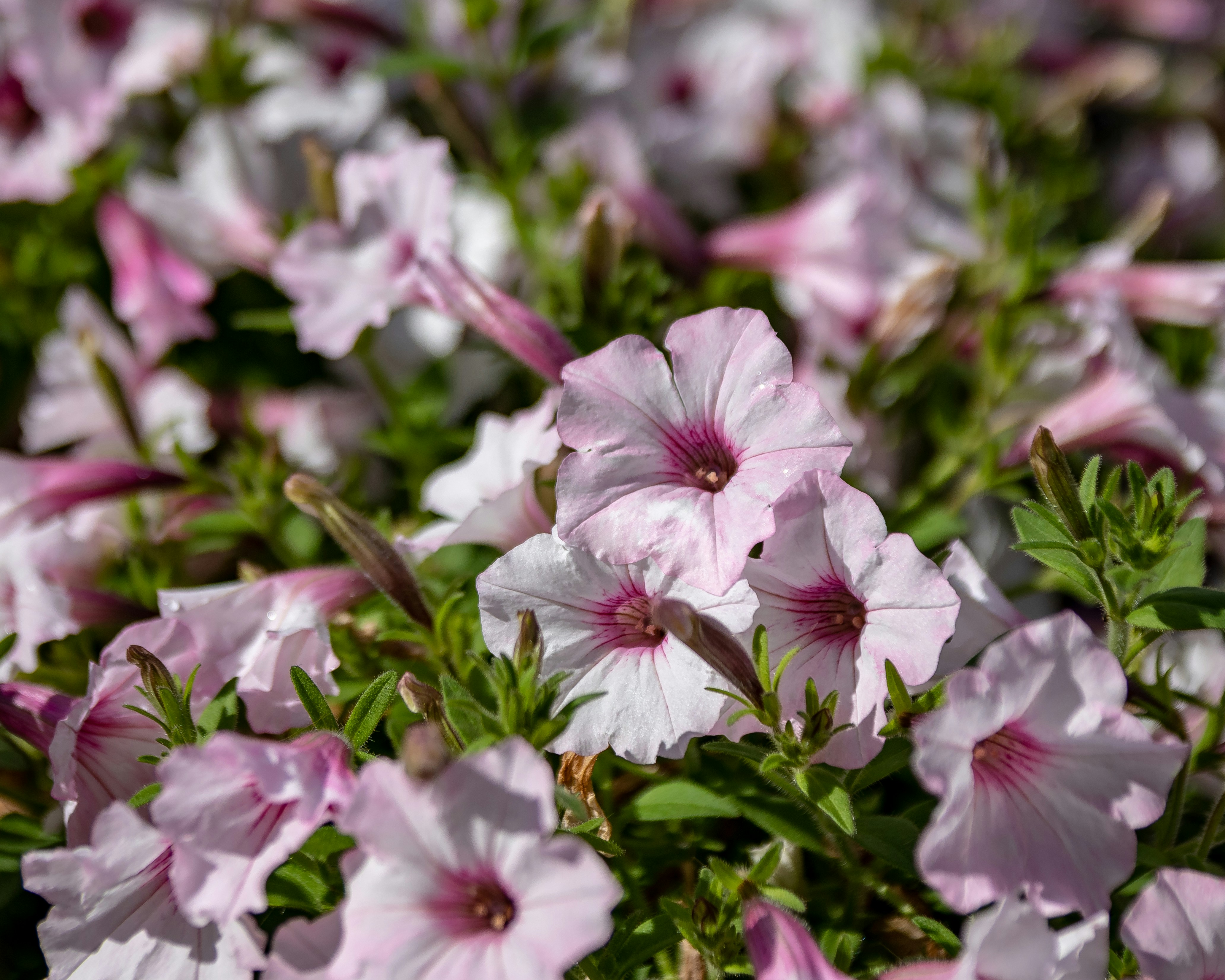 Un bouquet de fleurs roses qui fleurissent photo – Photo Mannheim ...
