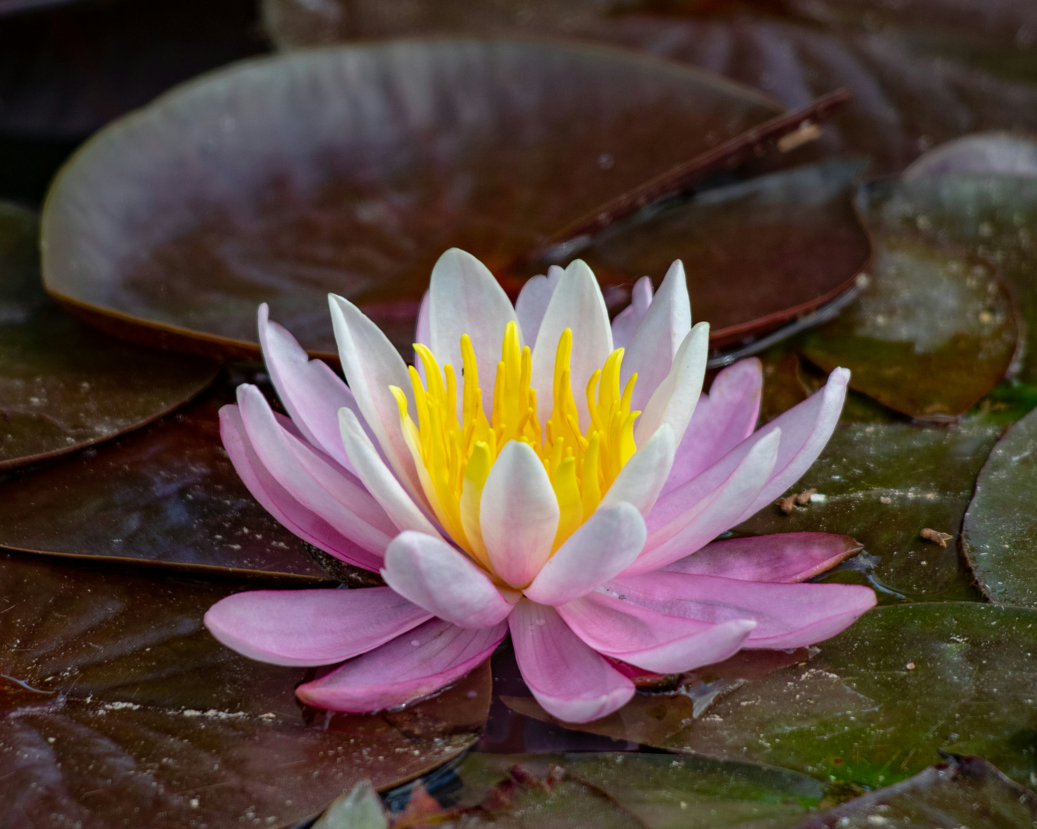 Serenity Unfolds: The Water Lily's Embrace