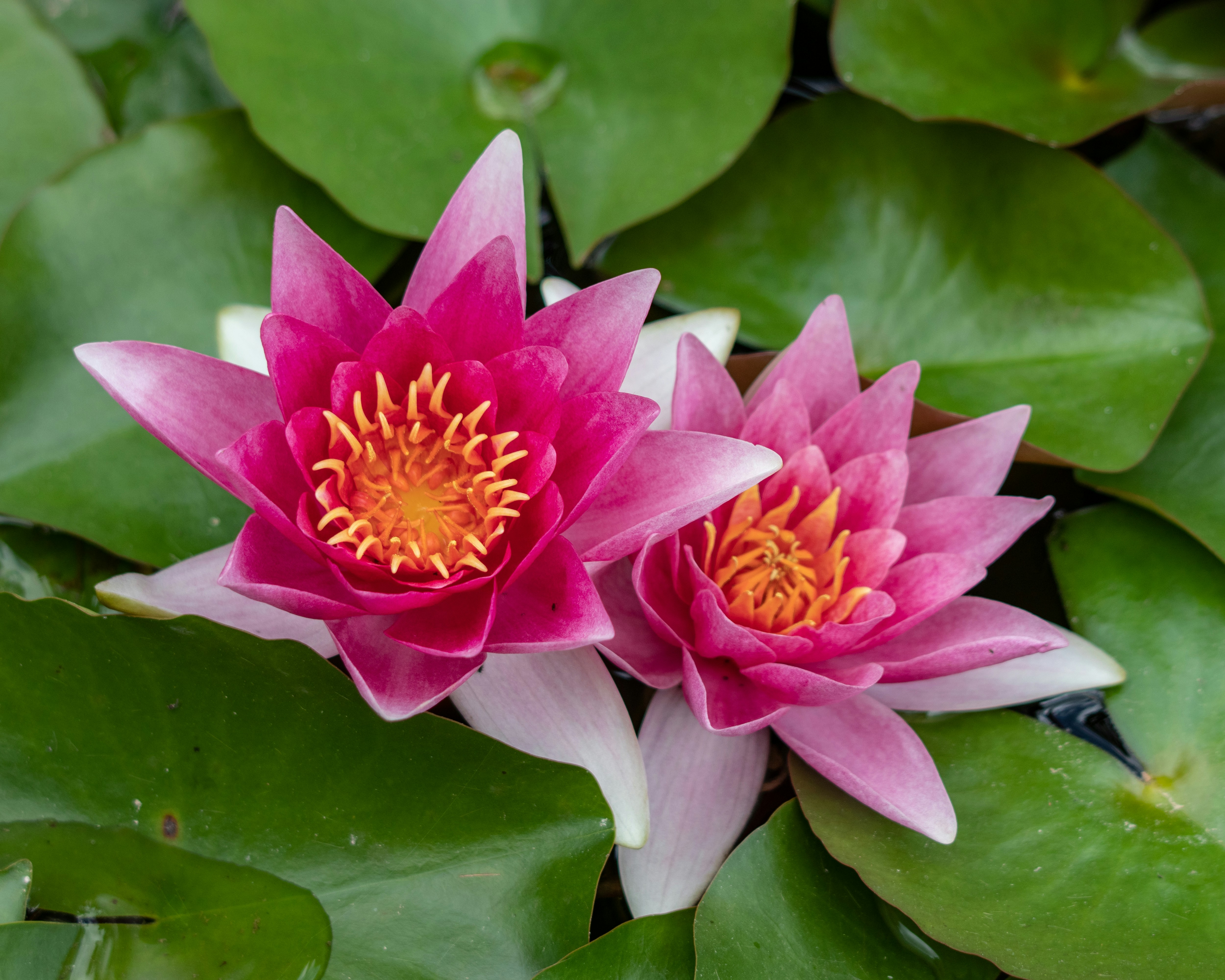 Twin Pink Water Lilies: Center Stage in the Pond