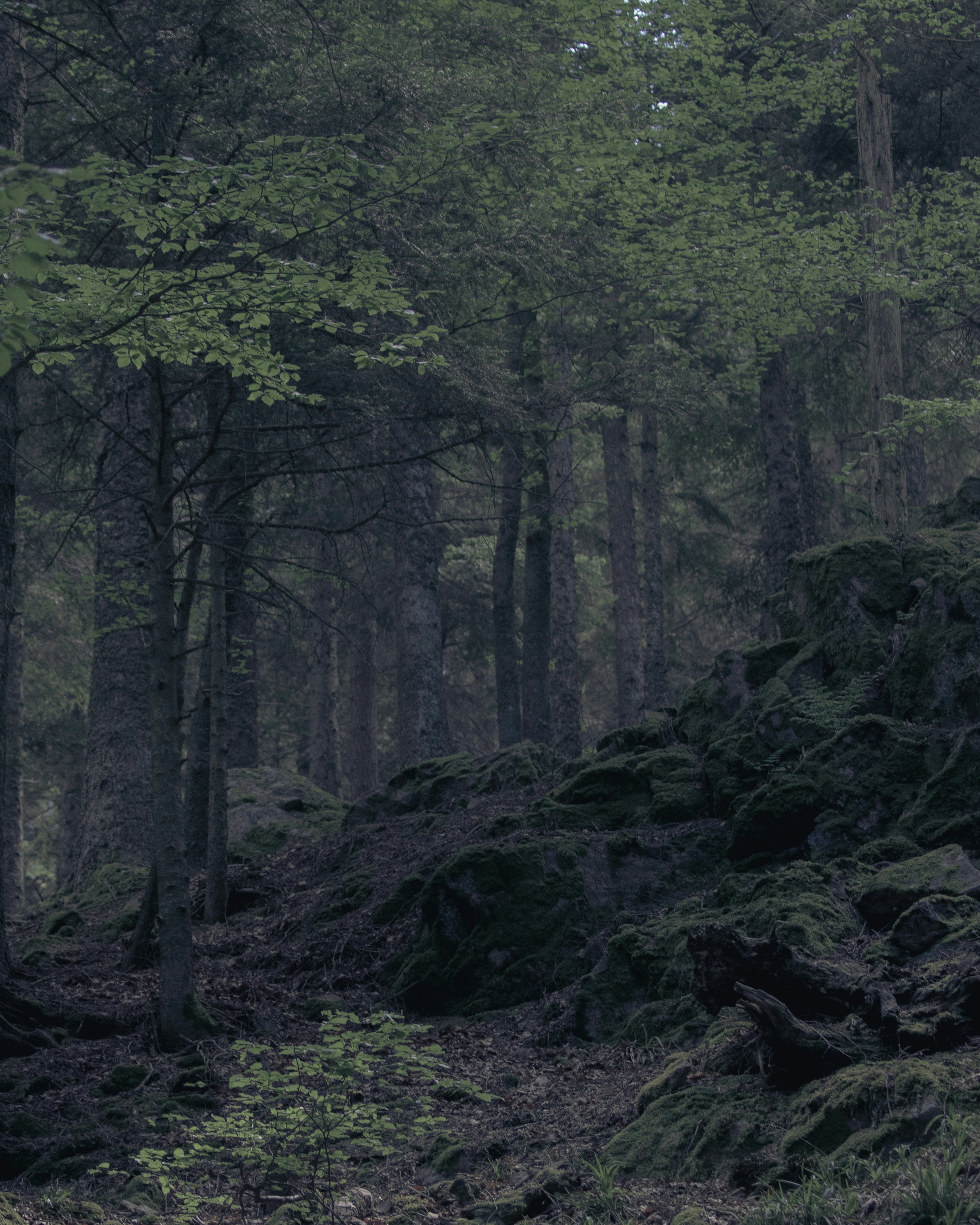 Gloomy Forest Pictures | Download Free Images on Unsplash