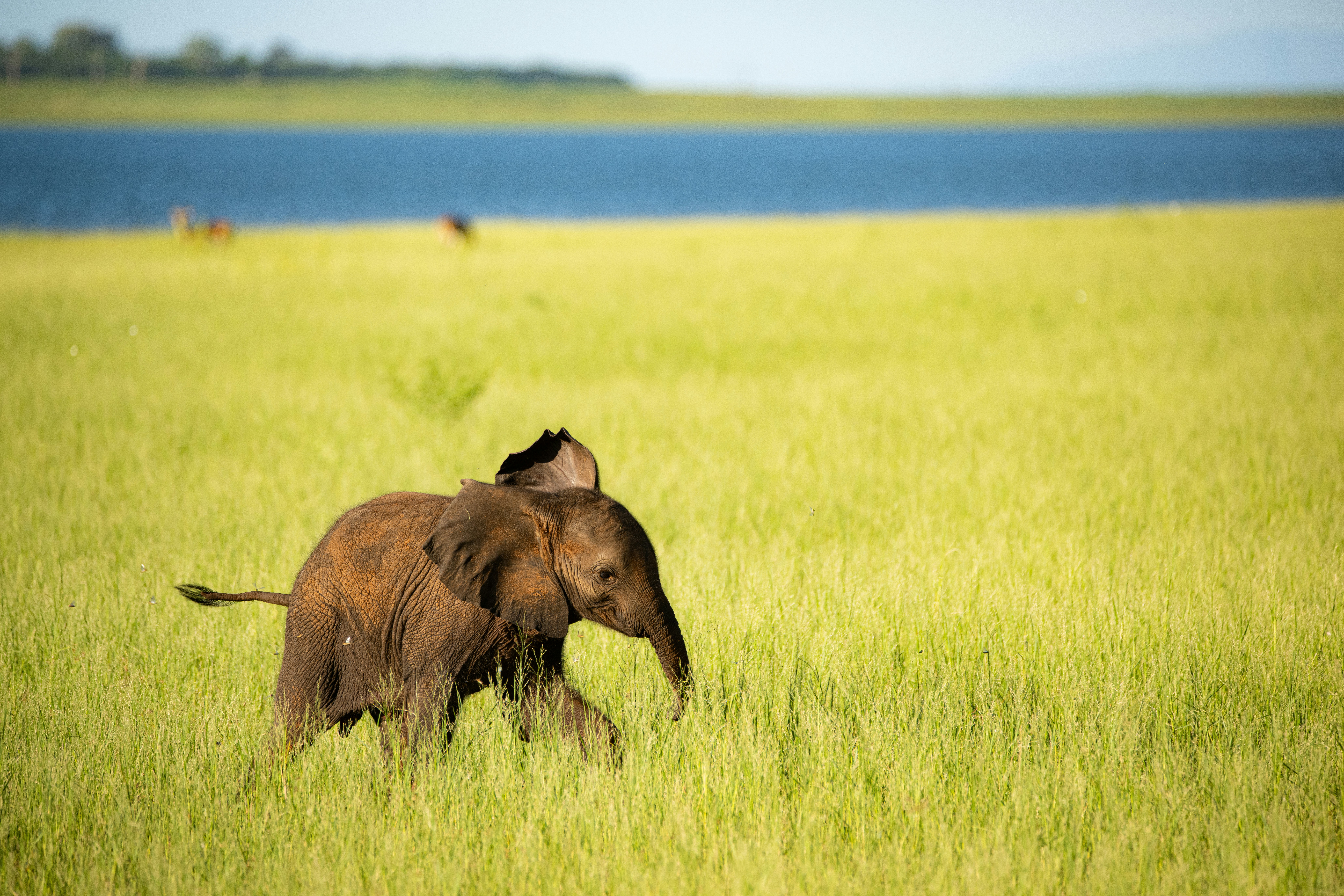Young elephant running in green grass | a baby elephant walking through a lush green field