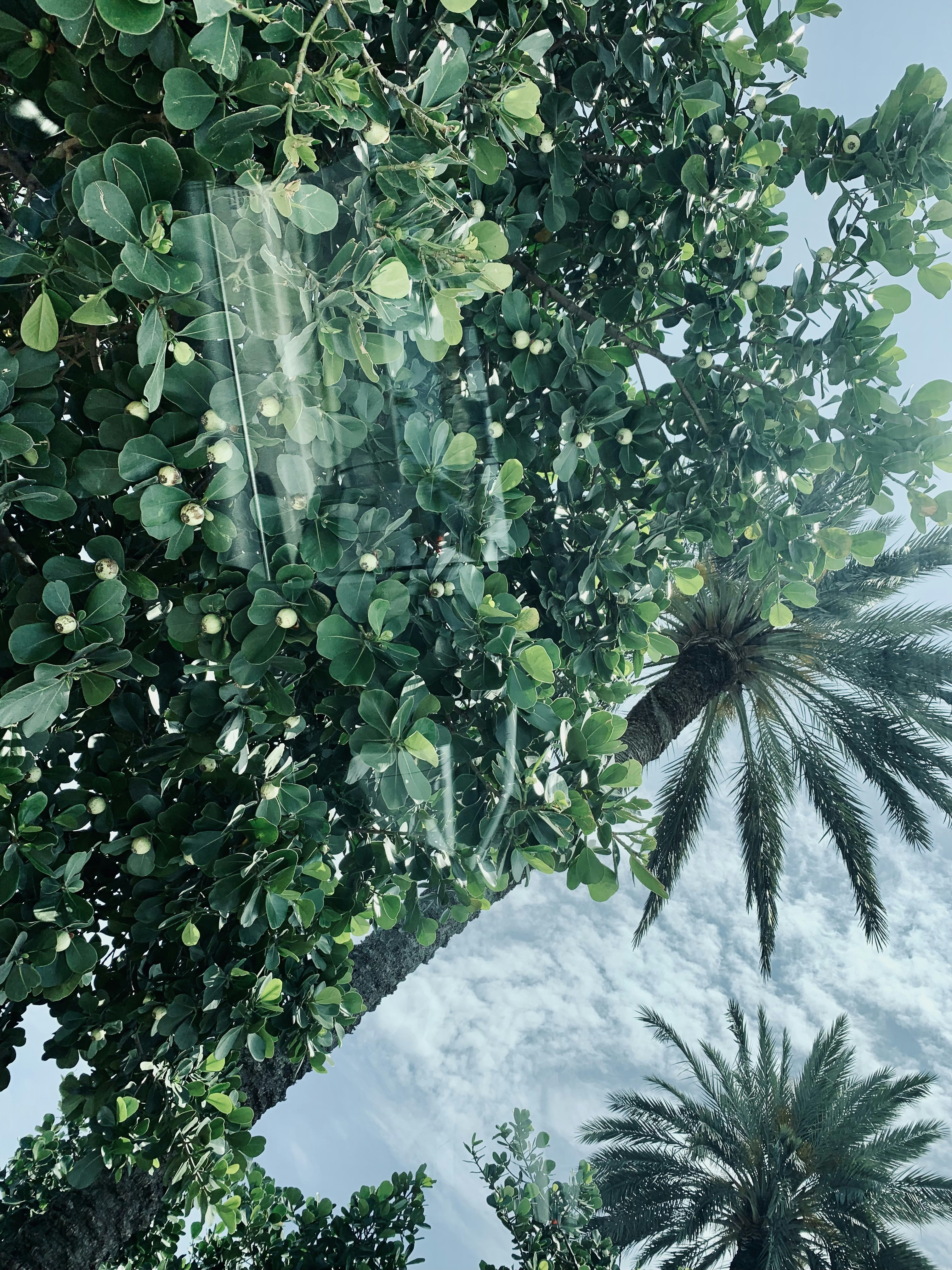 Canopy of Green and Sky: A Palm-Topped Exhale