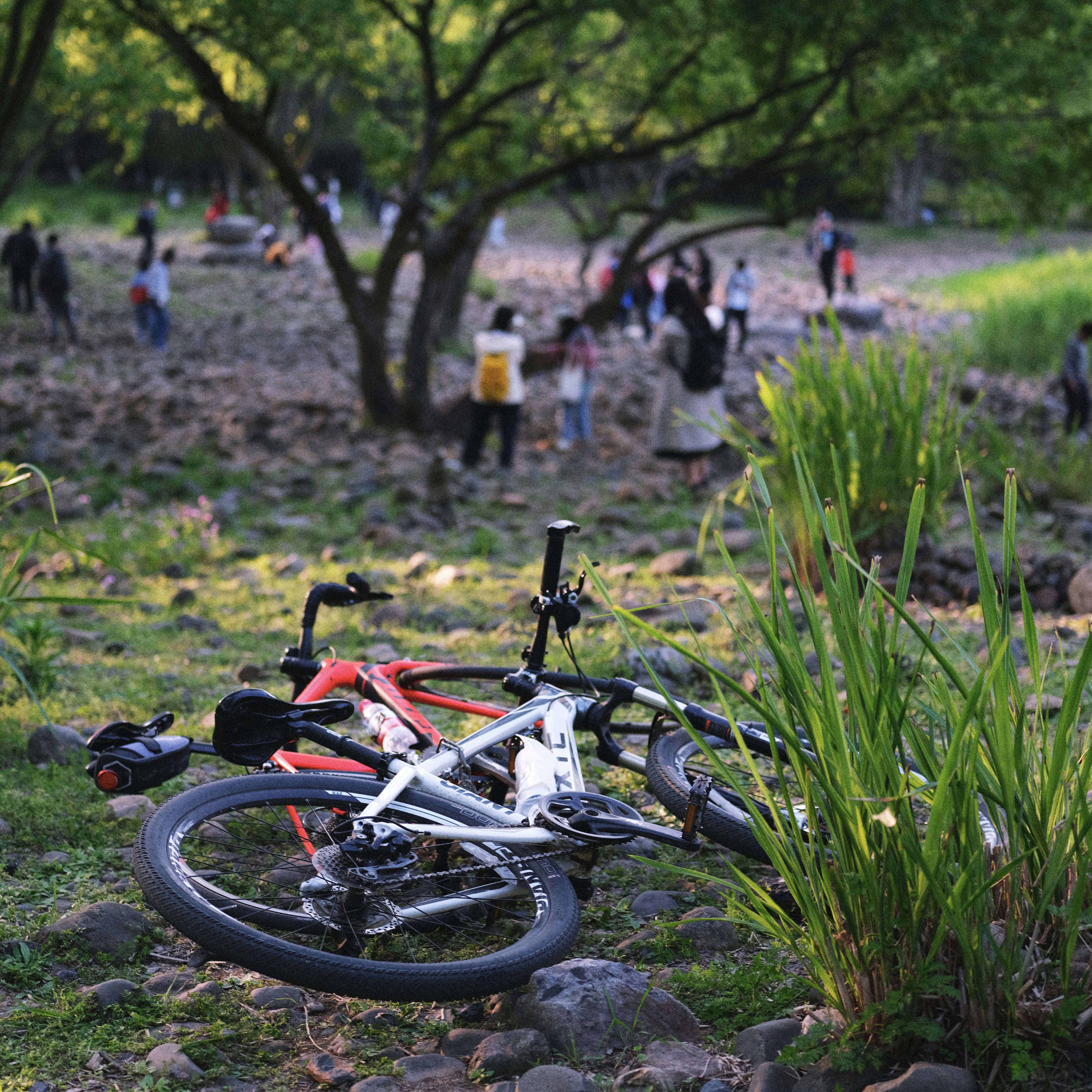 A bicycle laying on the ground in a park photo – Free Transportation ...