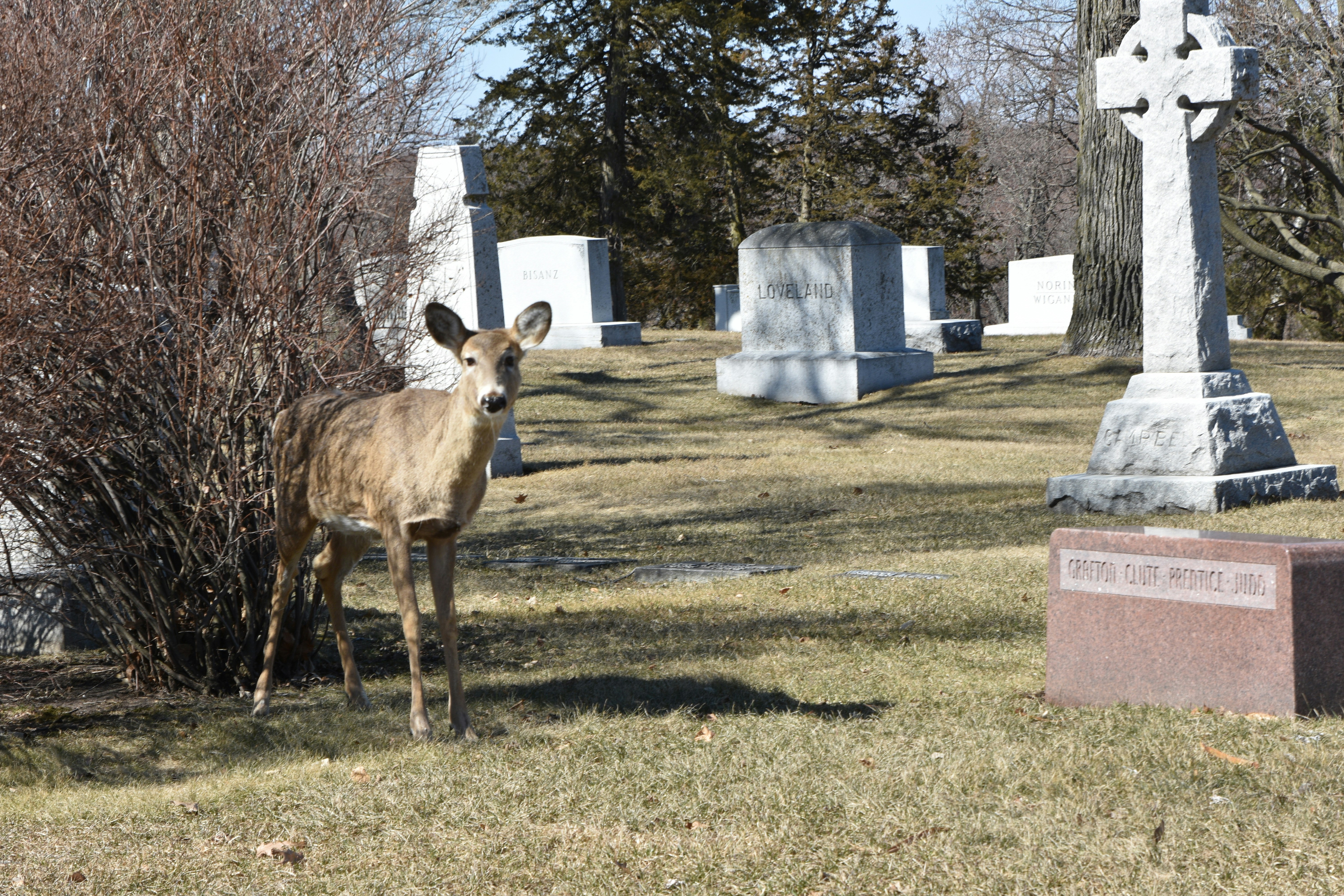 A lone deer in a quiet cemetery garden