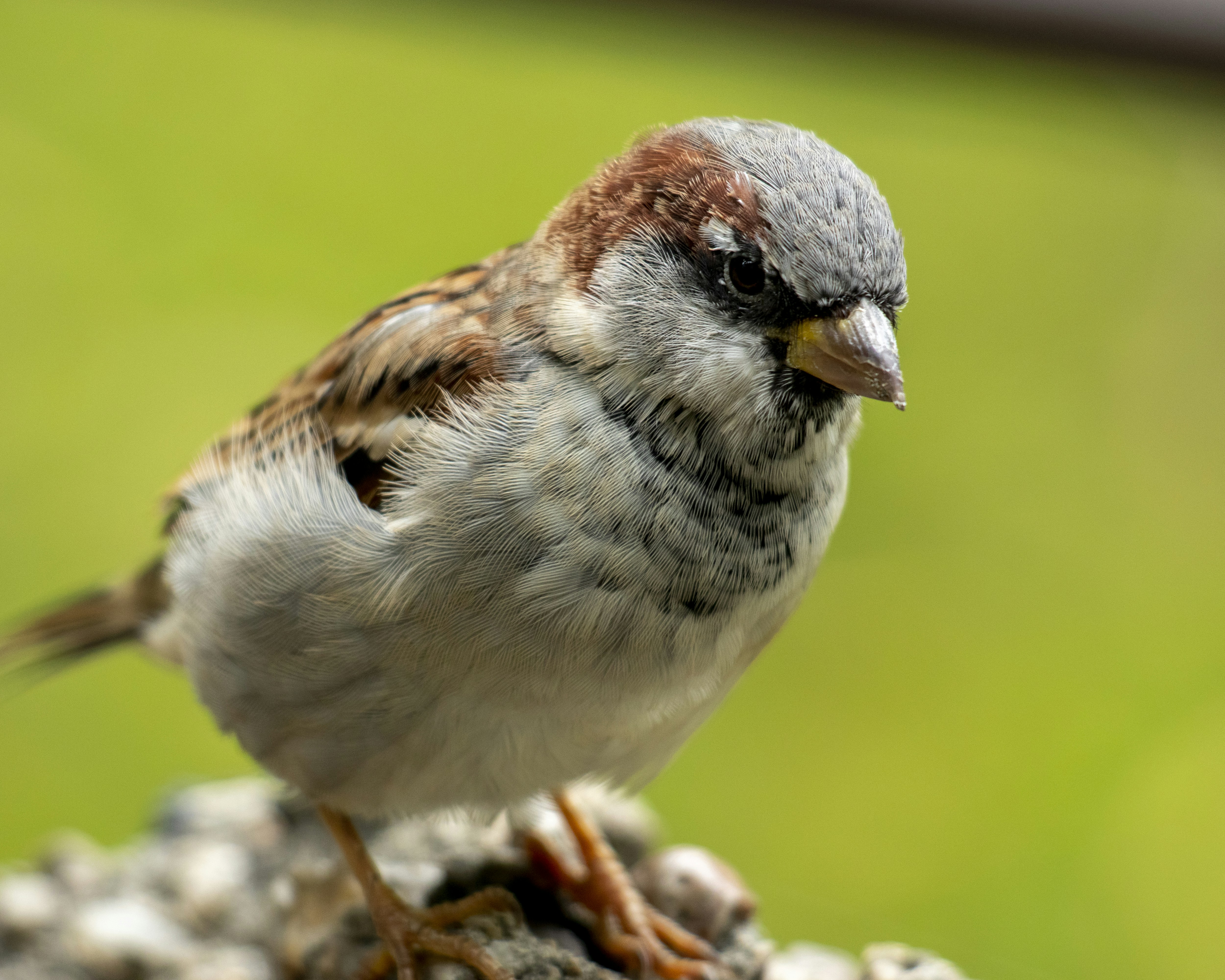 Close-up of a sparrow perched on a textured surface, showcasing its intricate feather patterns and alert demeanor.