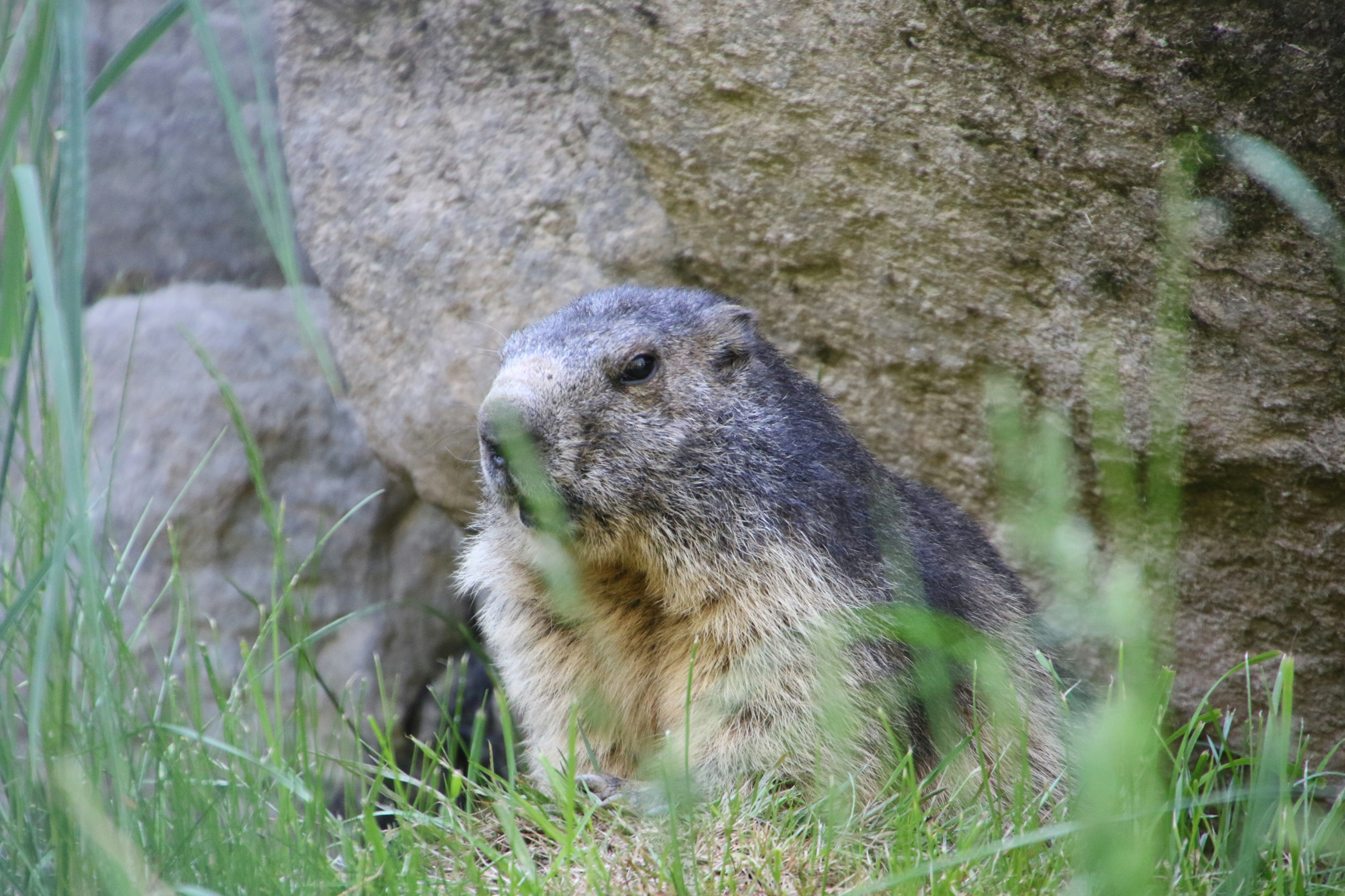 A close up of a groundhog near a rock photo – Free Rodent Image on Unsplash
