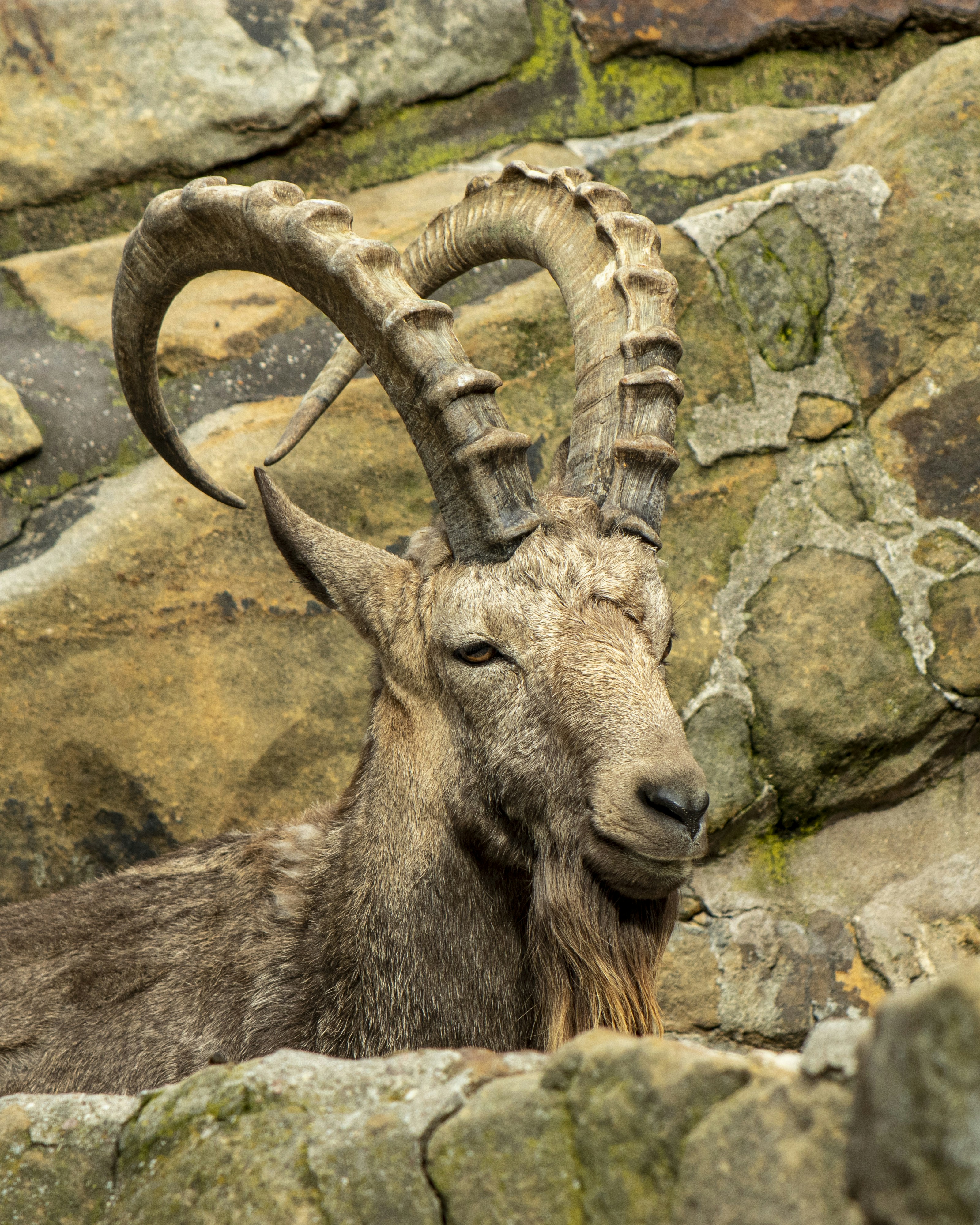 Une chèvre avec de grandes cornes allongée sur des rochers photo ...
