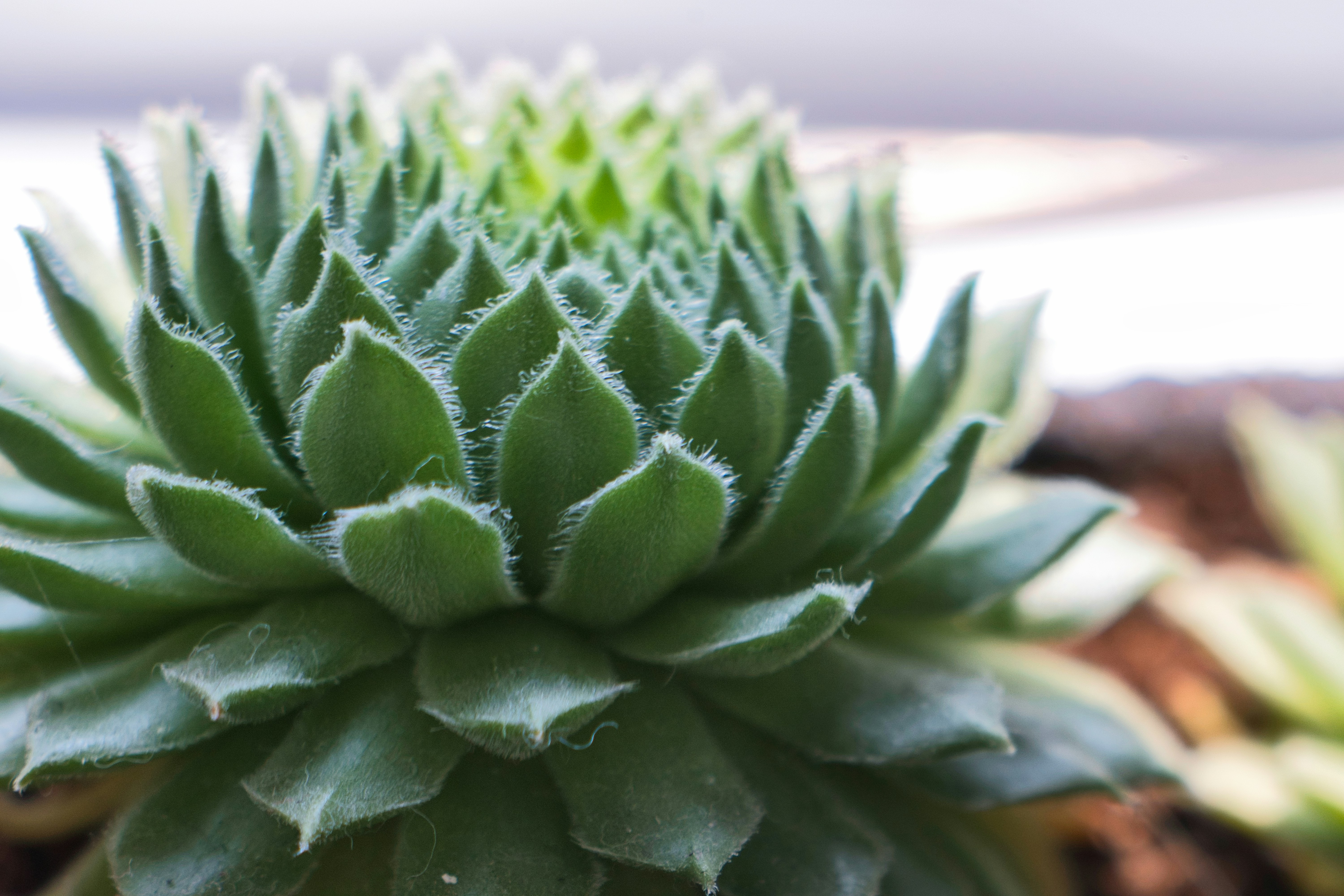 Gros plan d’une plante verte dans un pot photo – Photo Gris Gratuite ...