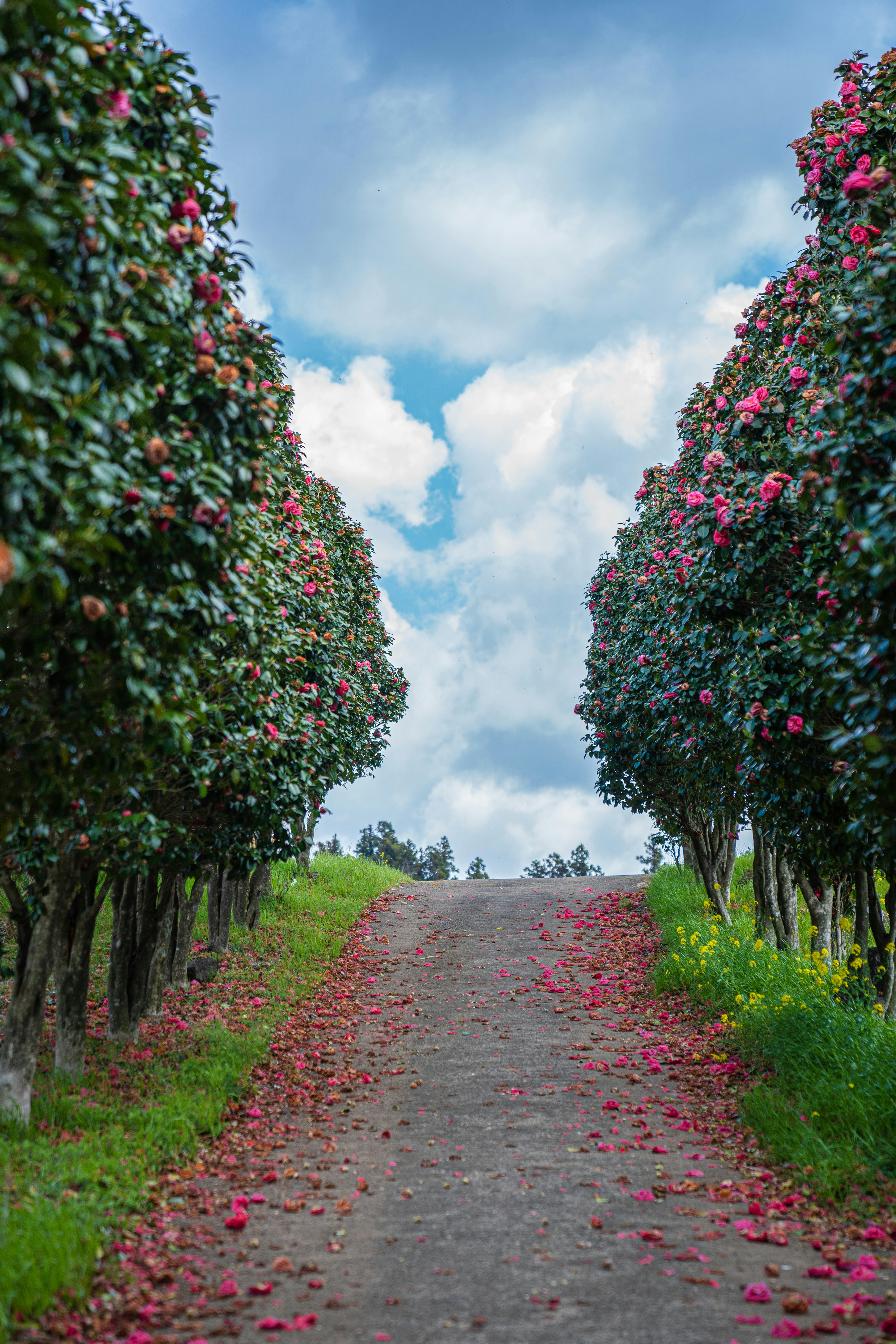 a dirt road surrounded by trees and flowers