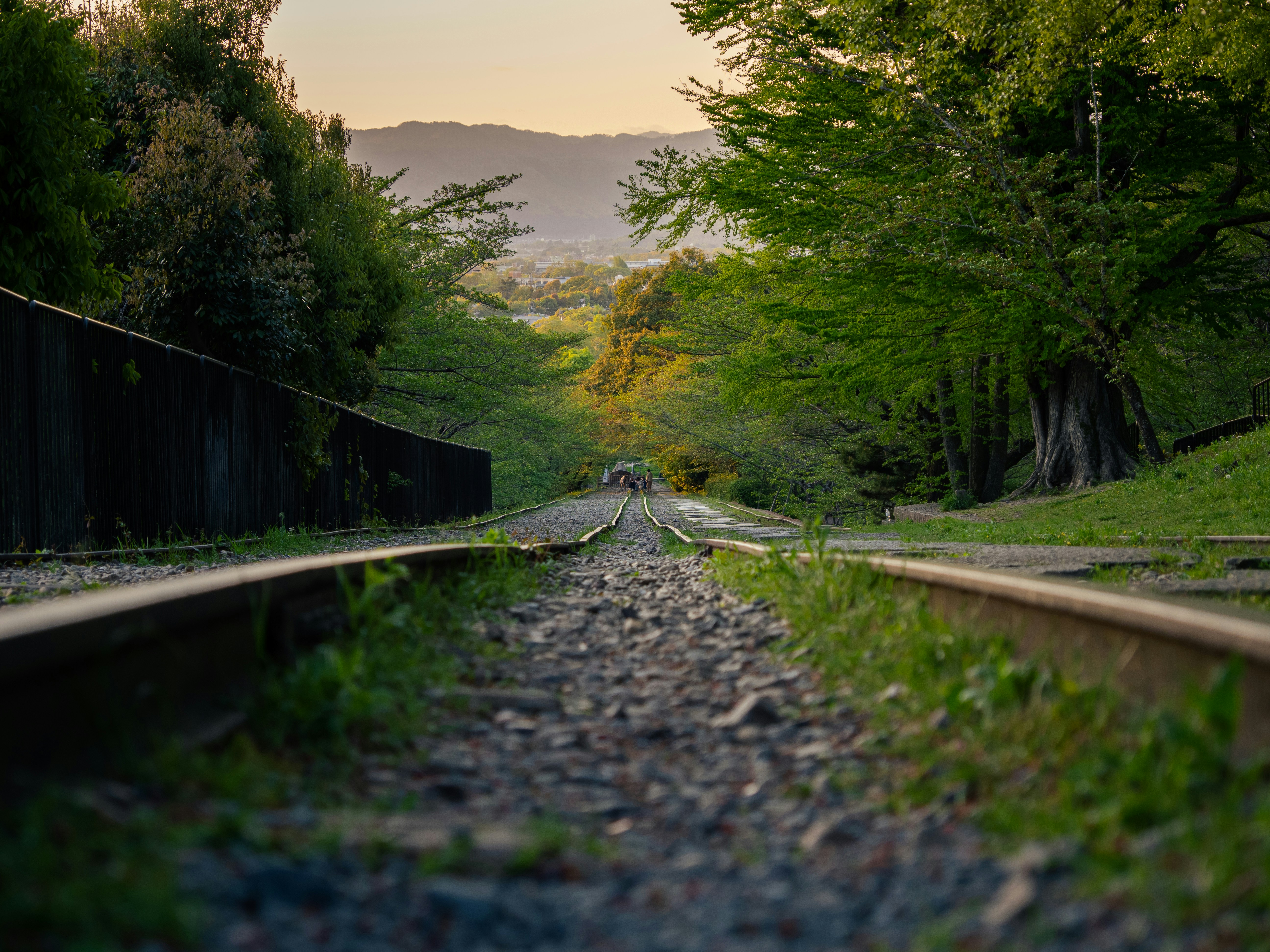 Foto Una vía de tren que atraviesa un exuberante bosque verde – Imagen ...