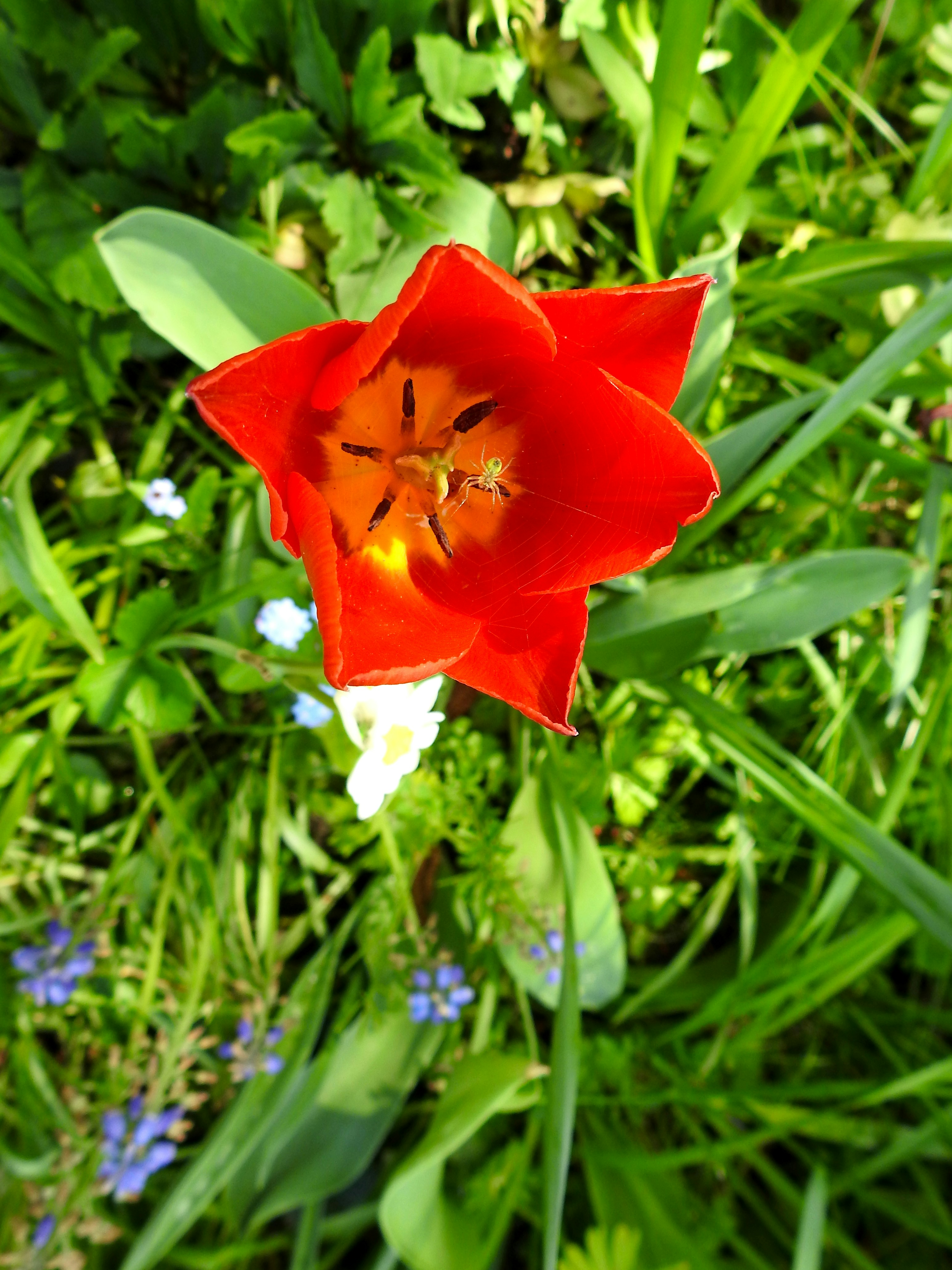 Crimson Tulip Centerpiece in a Verdant Mosaic