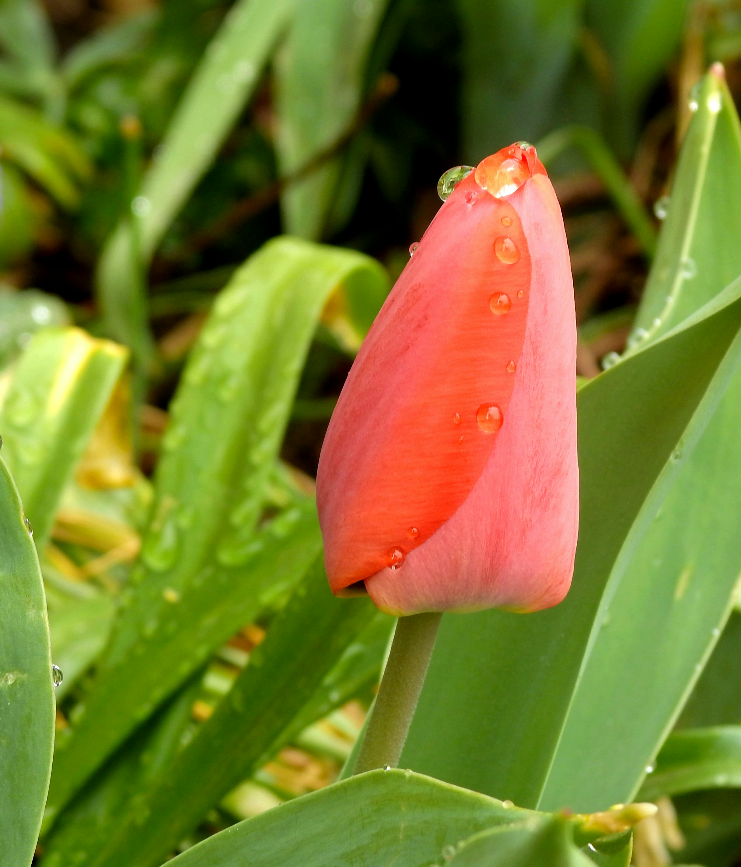 a single red flower with water droplets on it