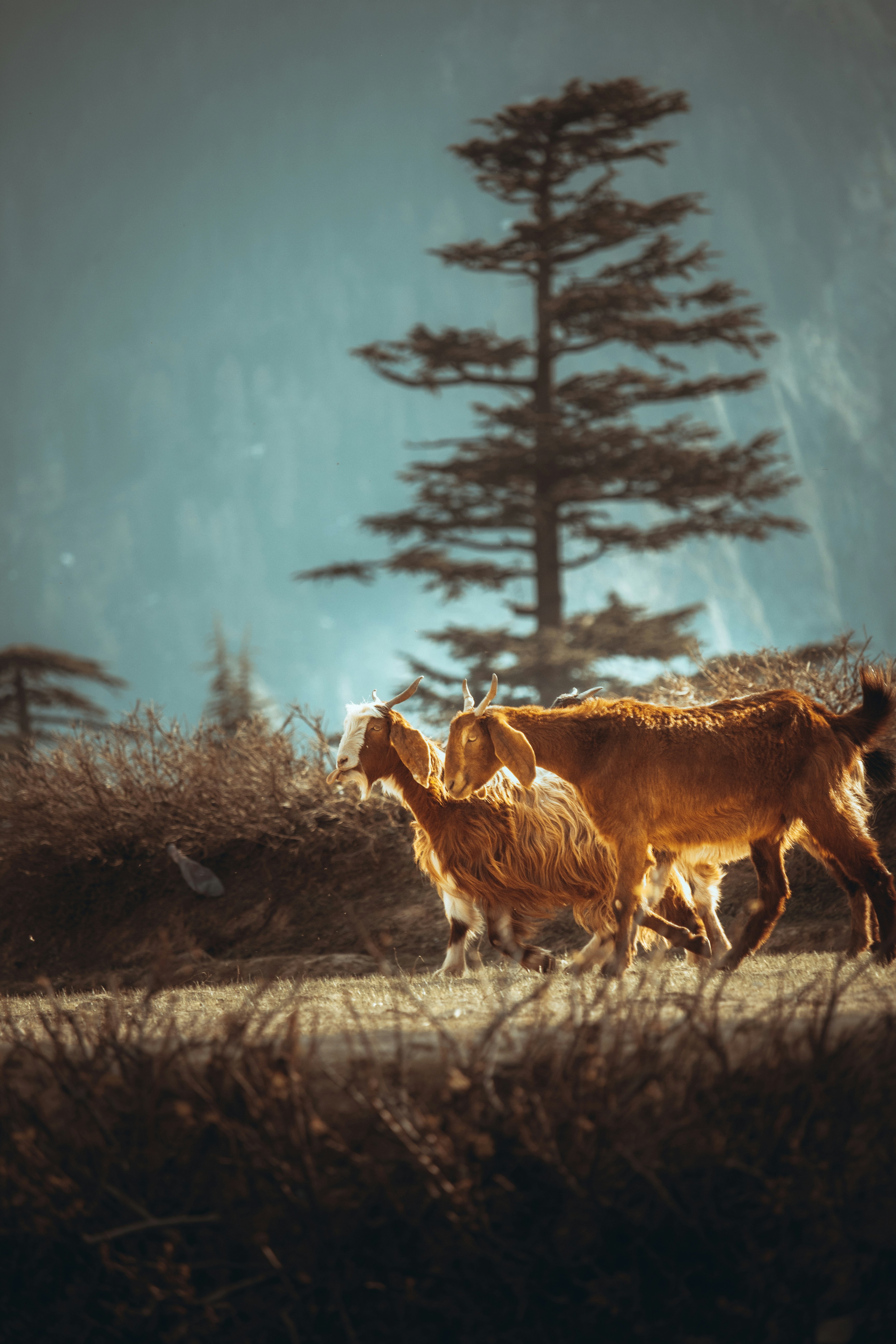 Grazing in Turquoise Light: Highland Cattle on a Mountain Ridge