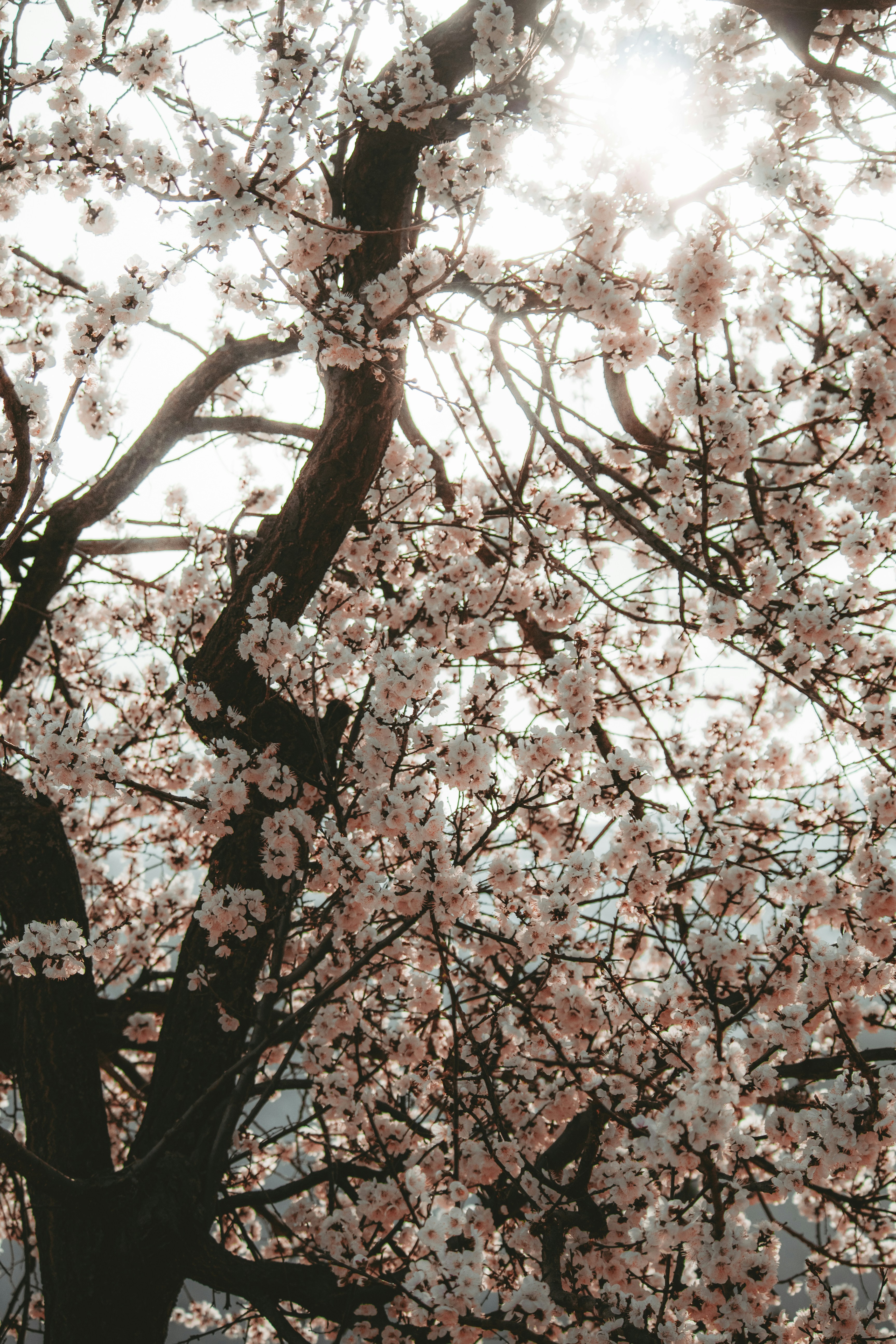 Un grand arbre avec beaucoup de fleurs roses photo – Image gratuite de ...